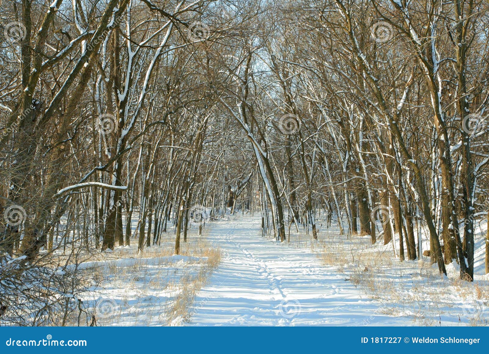 Snowy path in woods stock image. Image of walk, forest - 1817227