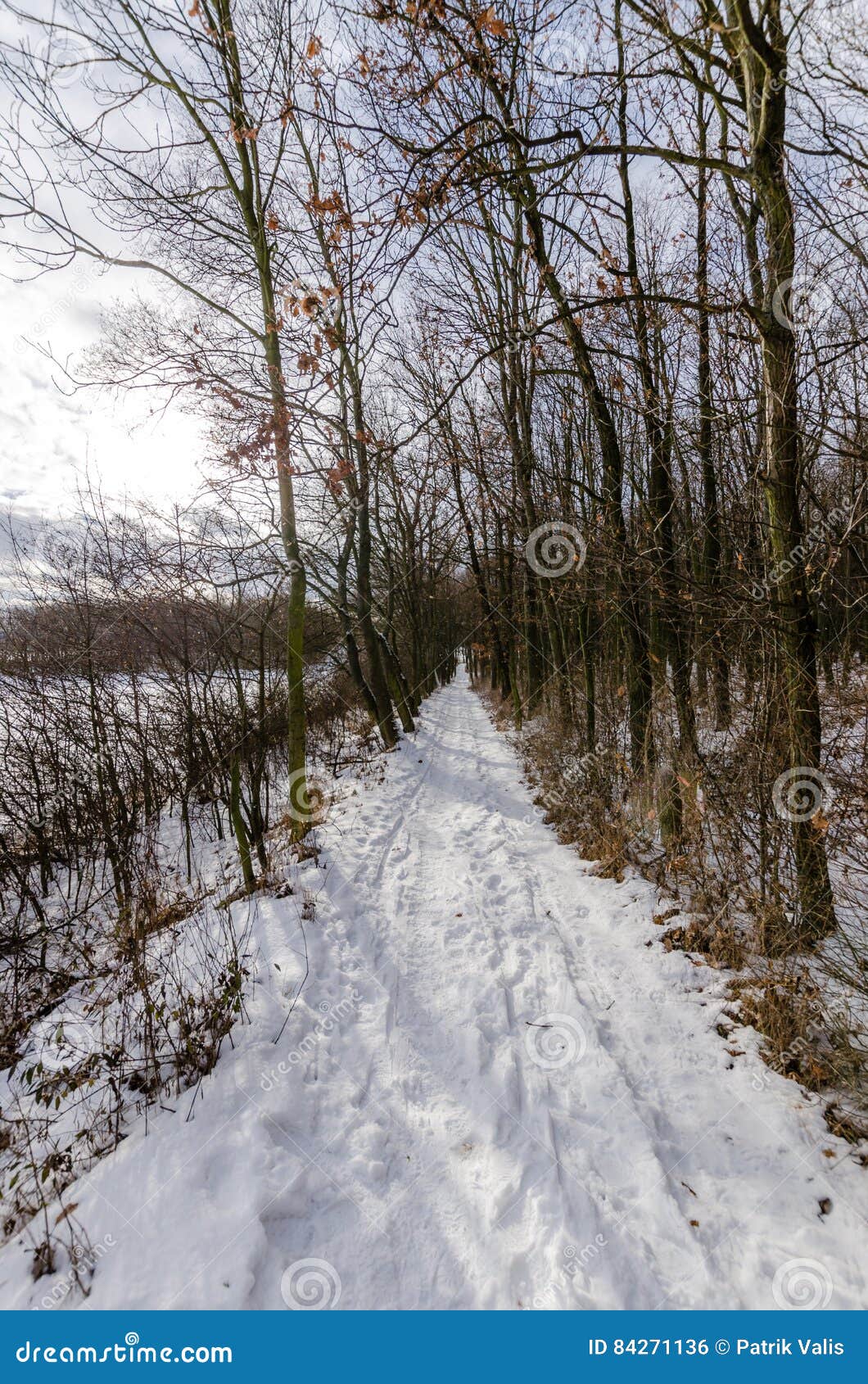 Snowy path in the woods. stock photo. Image of nature - 84271136