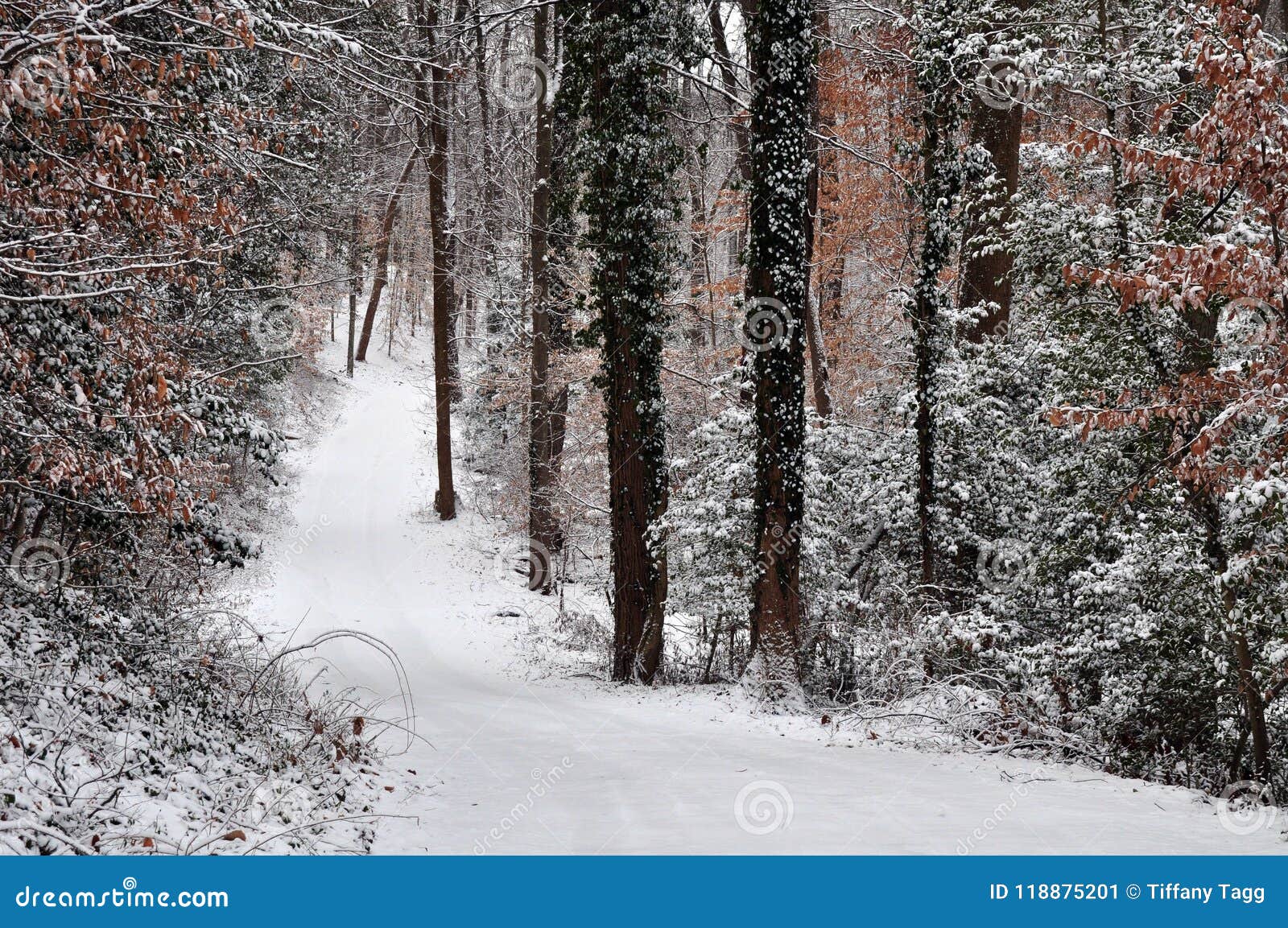 A Snowy Path through the Woods Stock Image - Image of hike, cool: 118875201