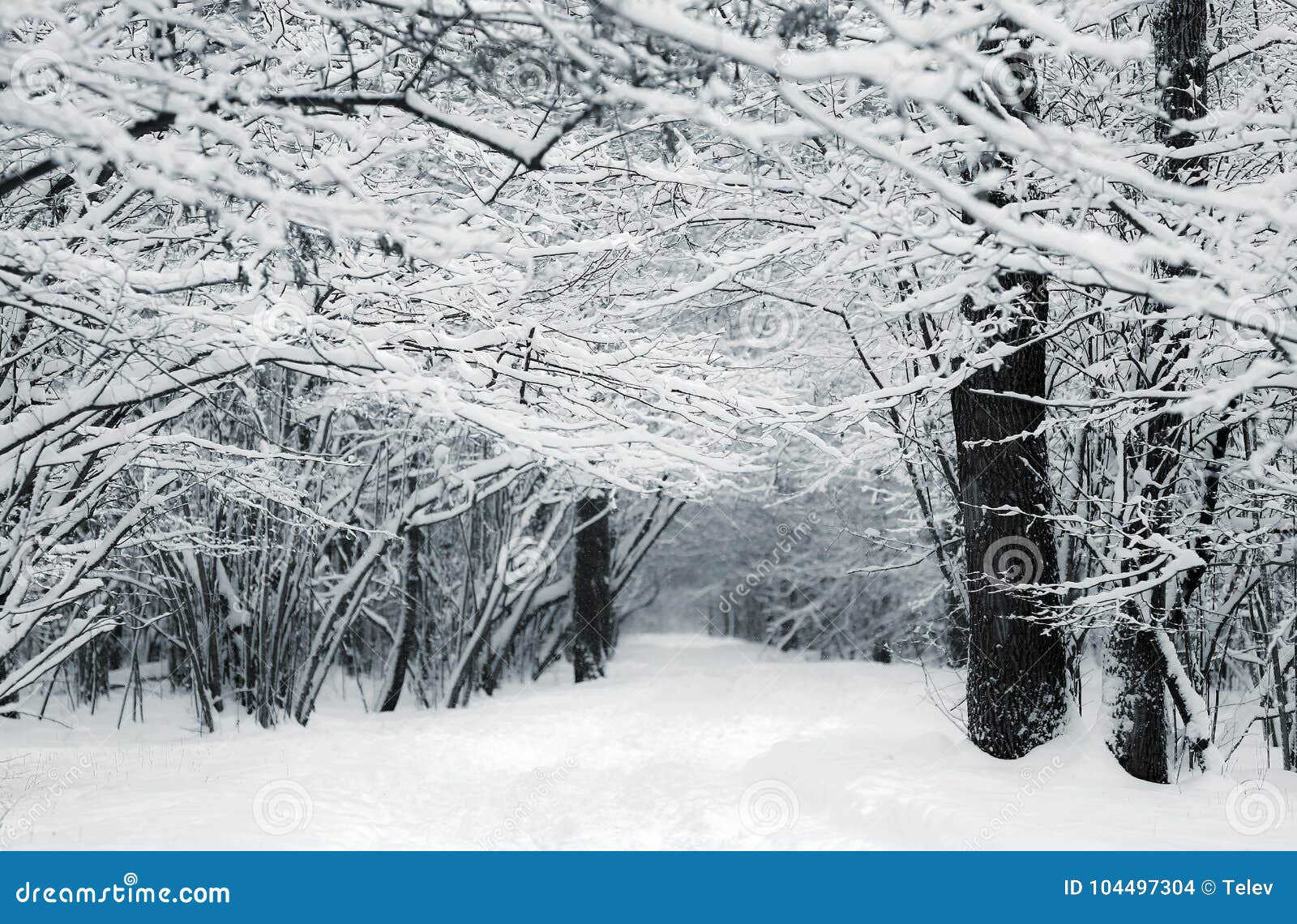 Snowy path in the woods stock photo. Image of path, magic - 104497304