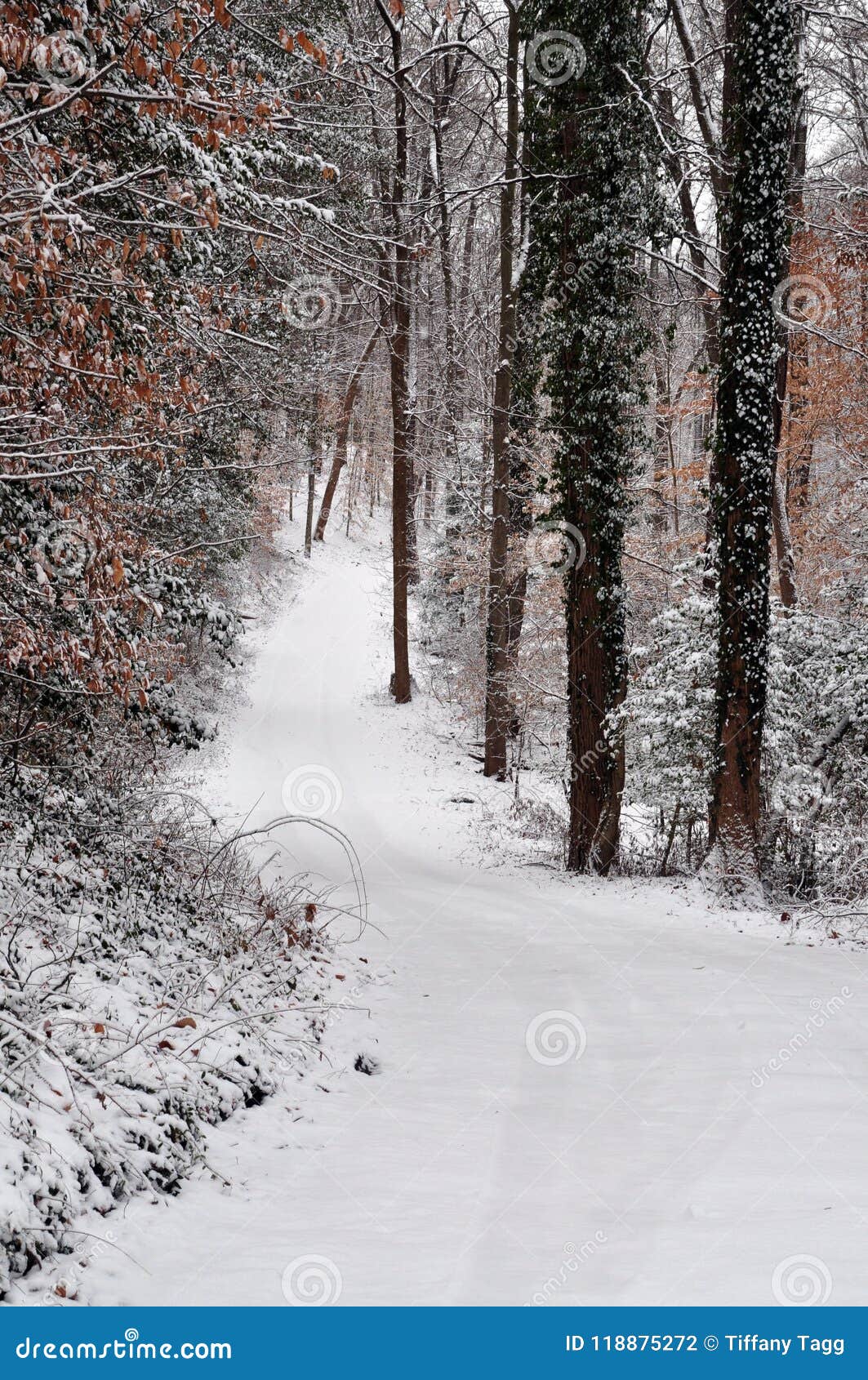 A Snowy Path through the Woods in Vertical Format Stock Photo - Image ...