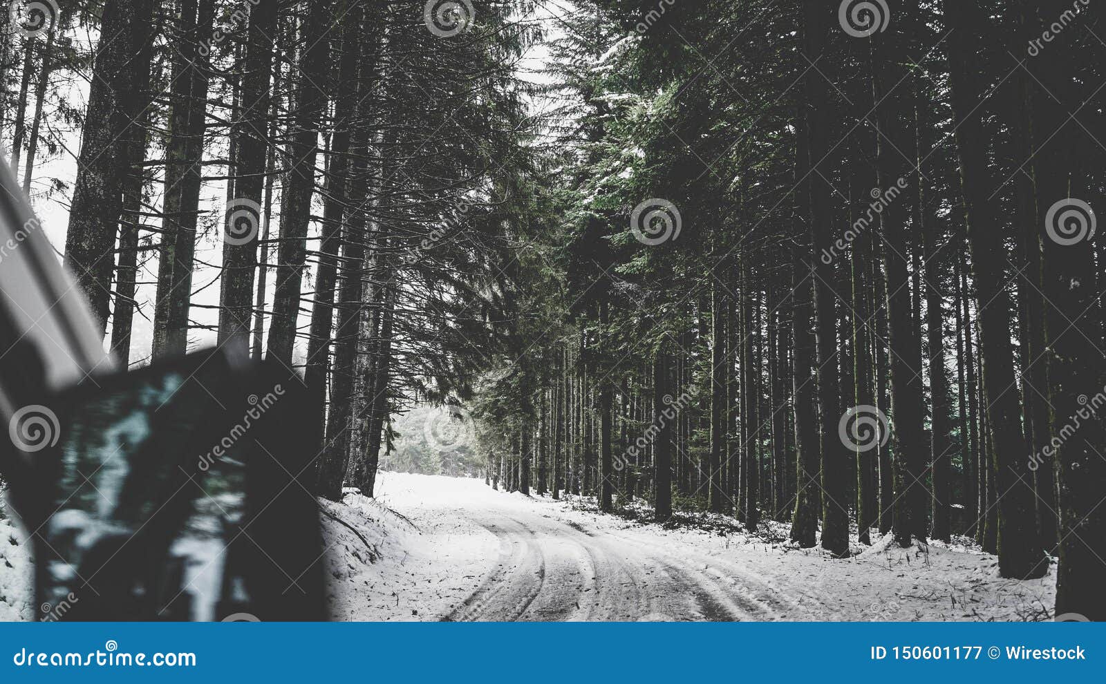 Snowy Pathway in a Beautiful Forest with Tall Pine Trees Stock Image ...