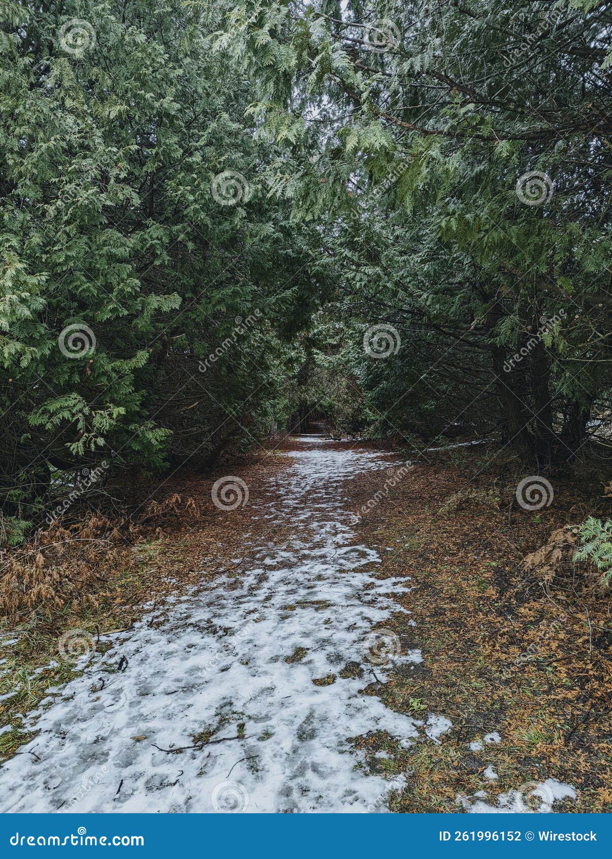 Snowy Pathway in a Dense Green Forest Stock Photo - Image of spring ...