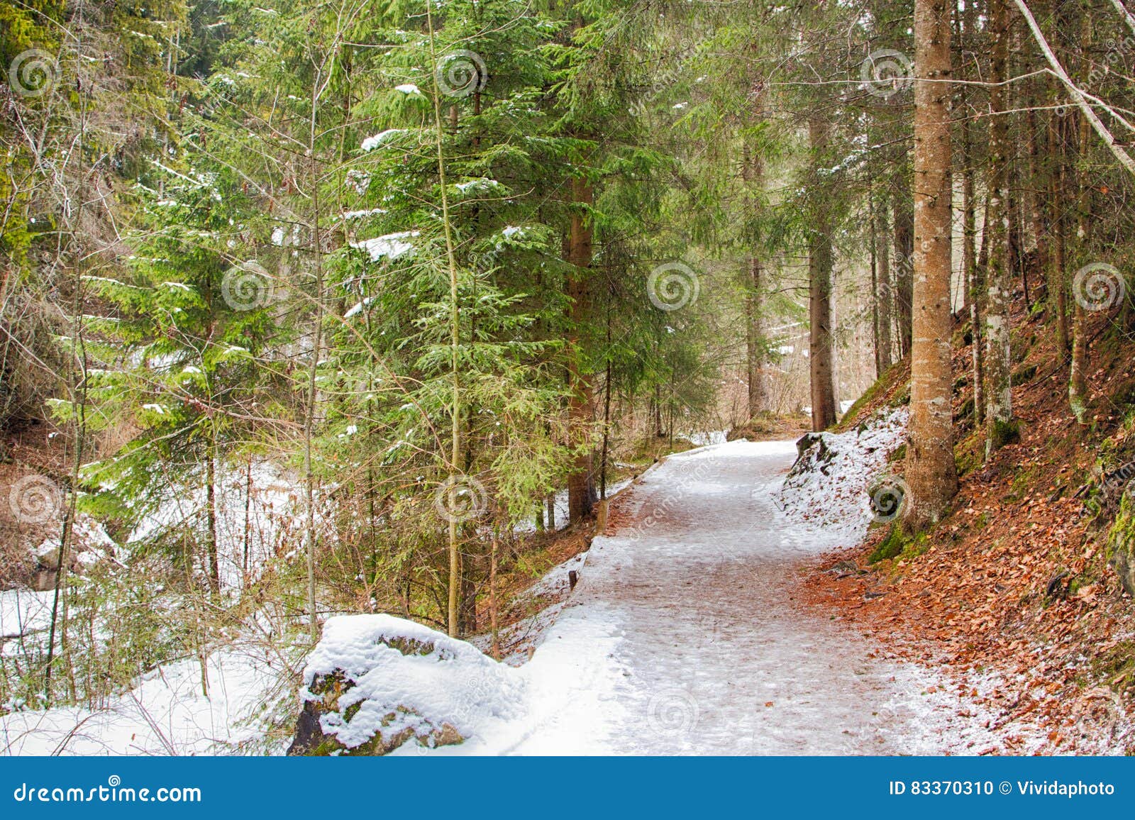 Snowy Pathway in the Dolomites Stock Photo - Image of coniferous, trees ...