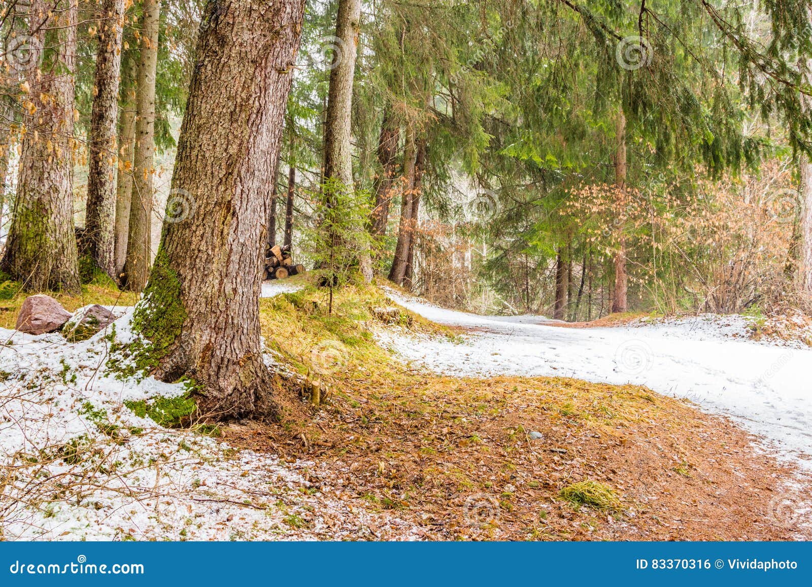 Snowy Pathway in the Dolomites Stock Photo - Image of snow, trees: 83370316