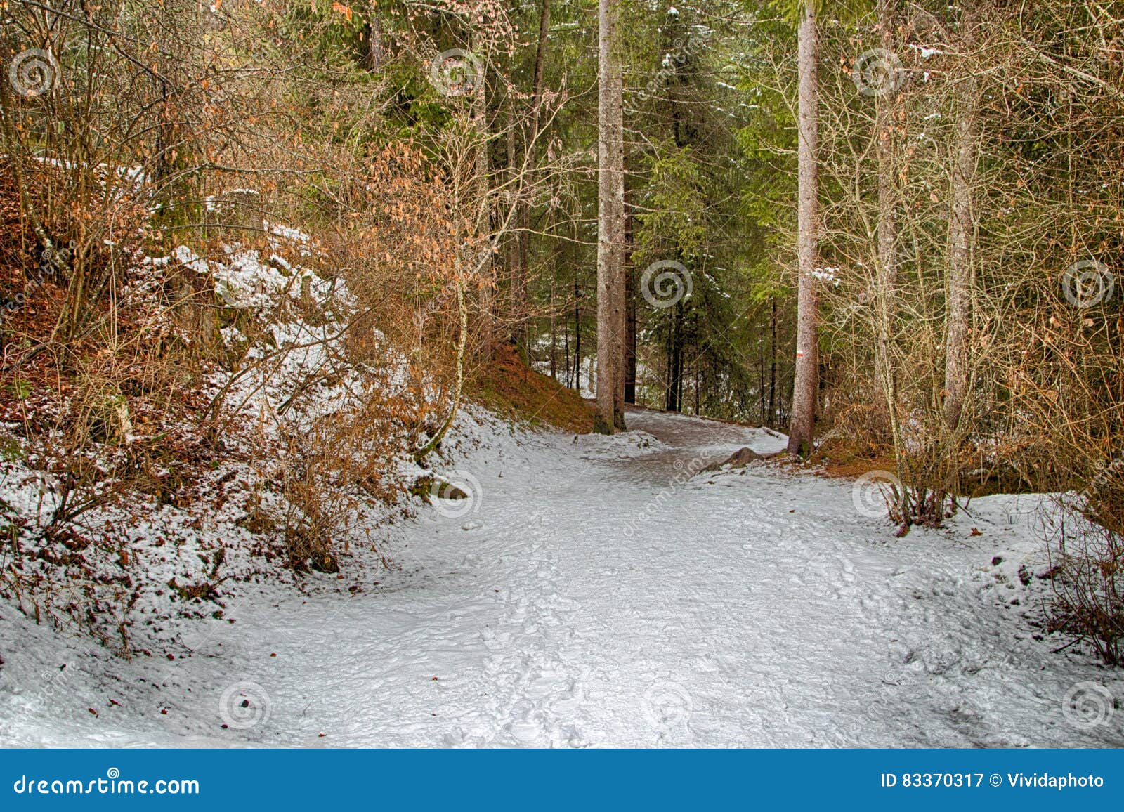 Snowy Pathway in the Dolomites Stock Image - Image of white, pine: 83370317