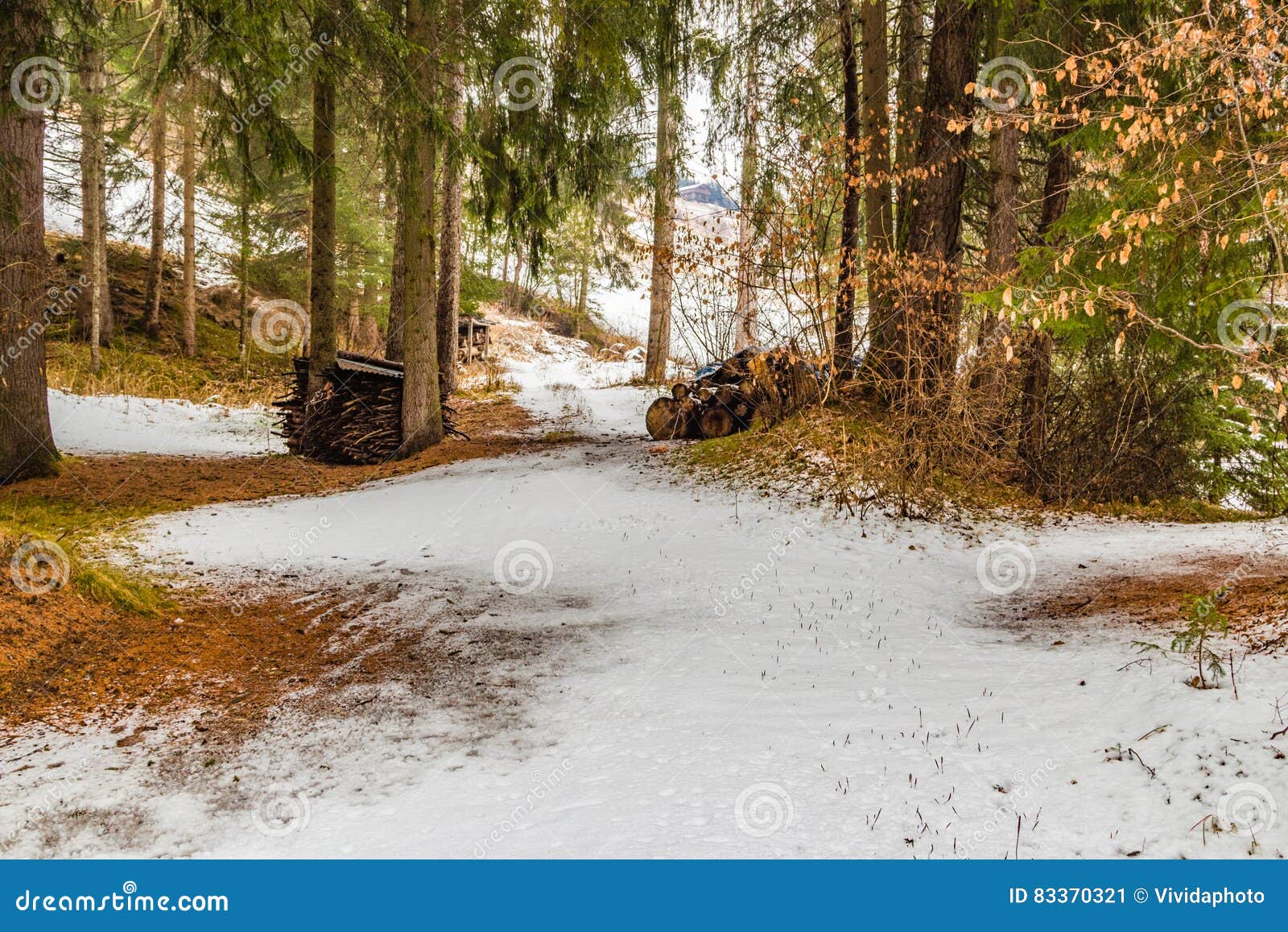 Snowy Pathway in the Dolomites Stock Image - Image of forest, nature ...