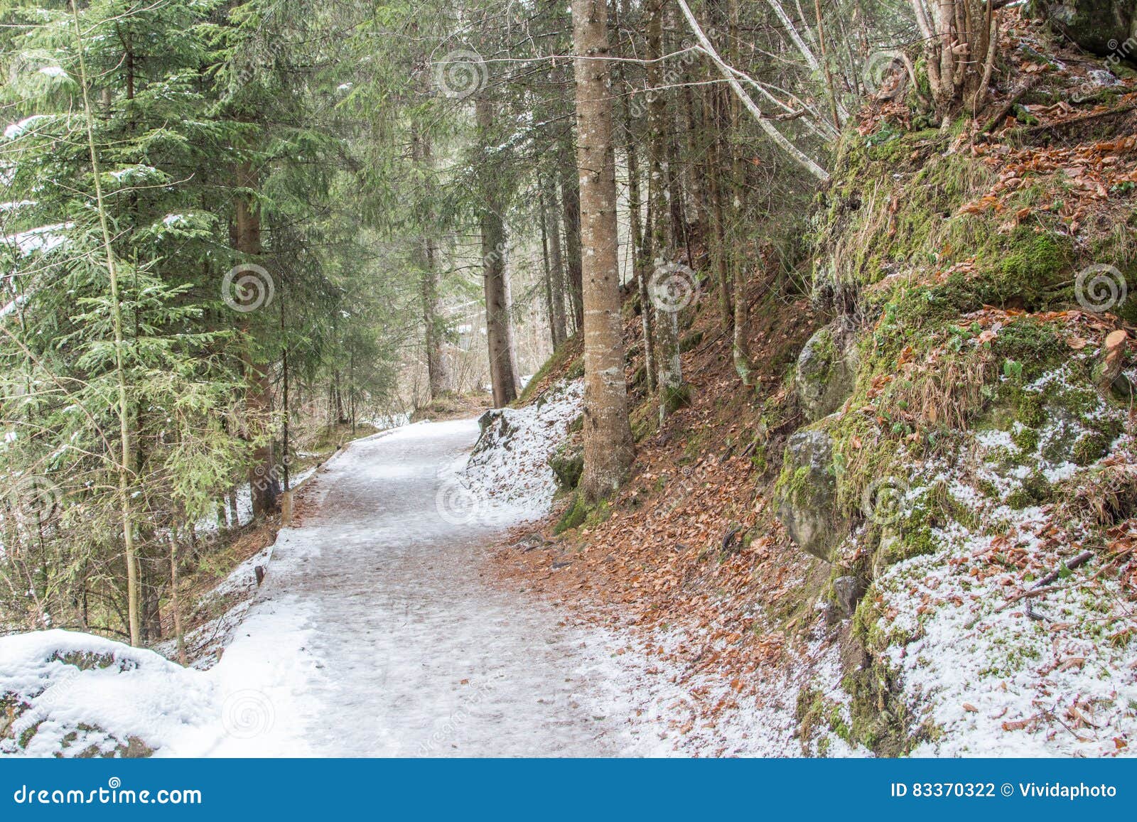 Snowy Pathway in the Dolomites Stock Photo - Image of tree, forest ...