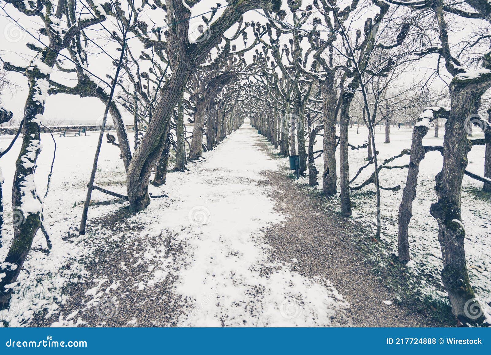 Snowy Pathway through a Park in Munich, Germany Stock Photo - Image of ...