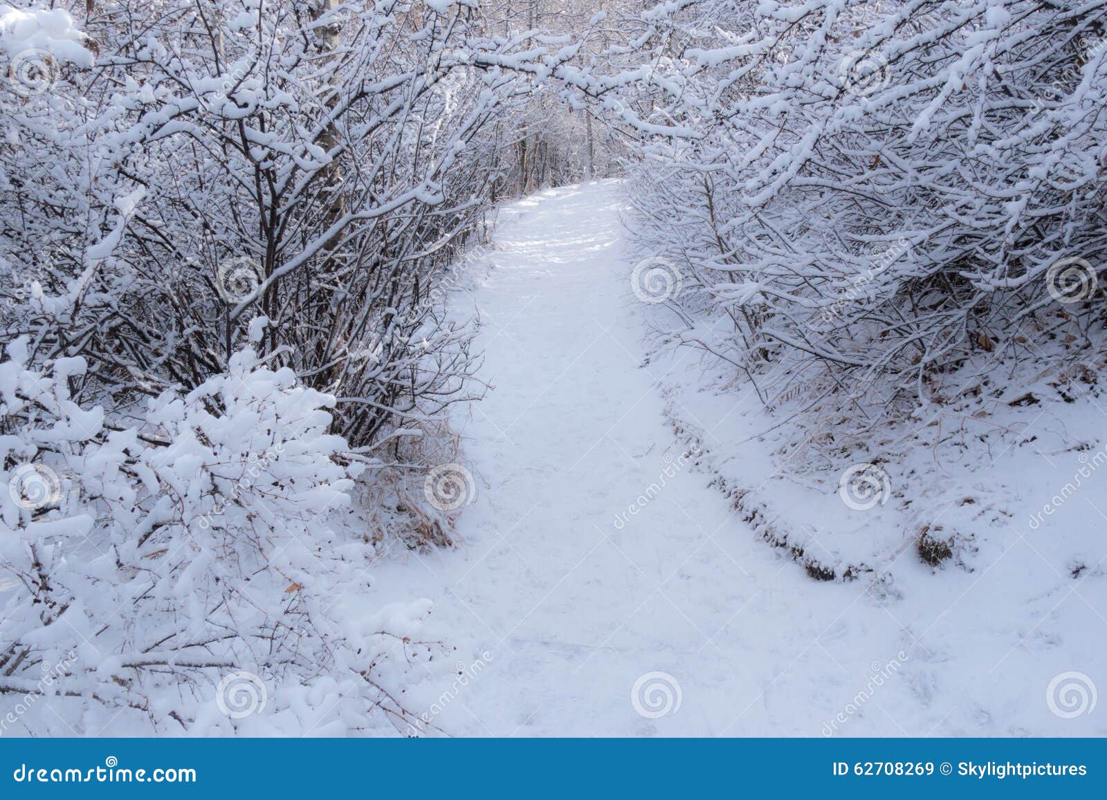 Snowy Pathway 2 stock image. Image of hillside, bushes - 62708269