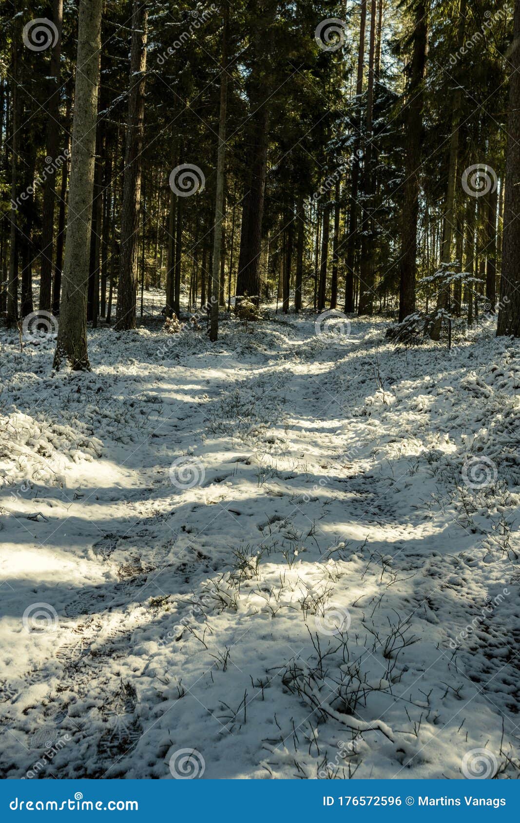 Snowy Pathway for Walking in Forest in Winter Stock Photo - Image of ...