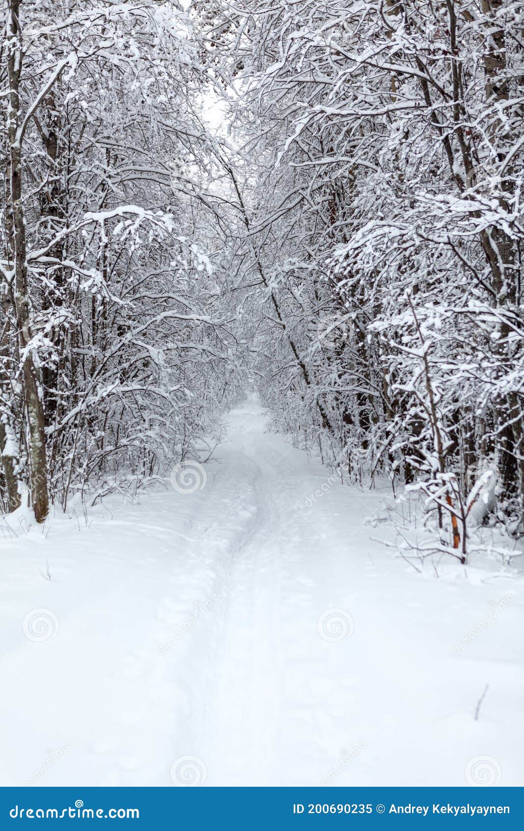 Snowy Pathway is in Winter Forest, Snow Covered Trees, Nobody Stock ...