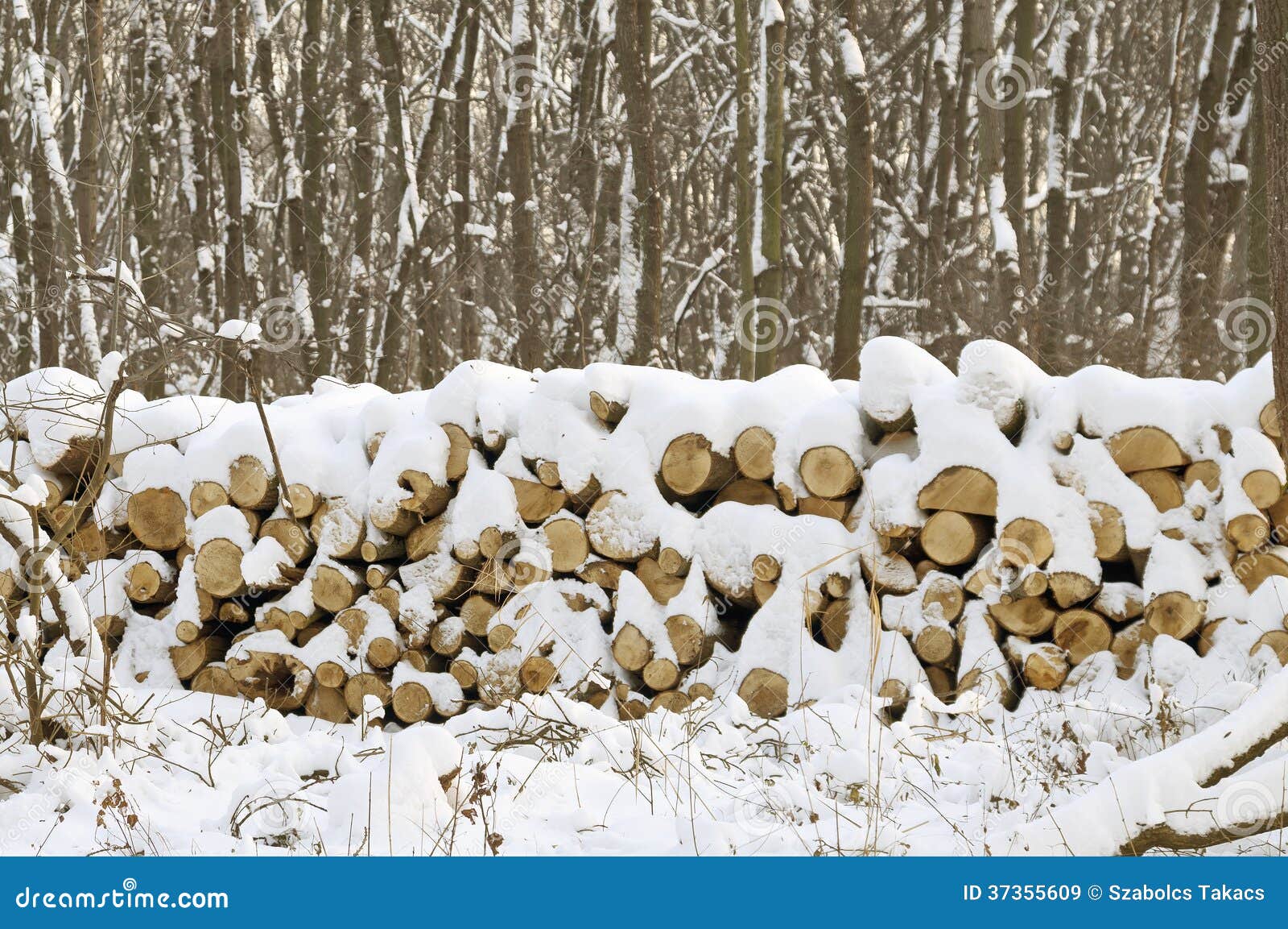 Snowy pile of tree logs stock image. Image of trunk, outdoors - 37355609