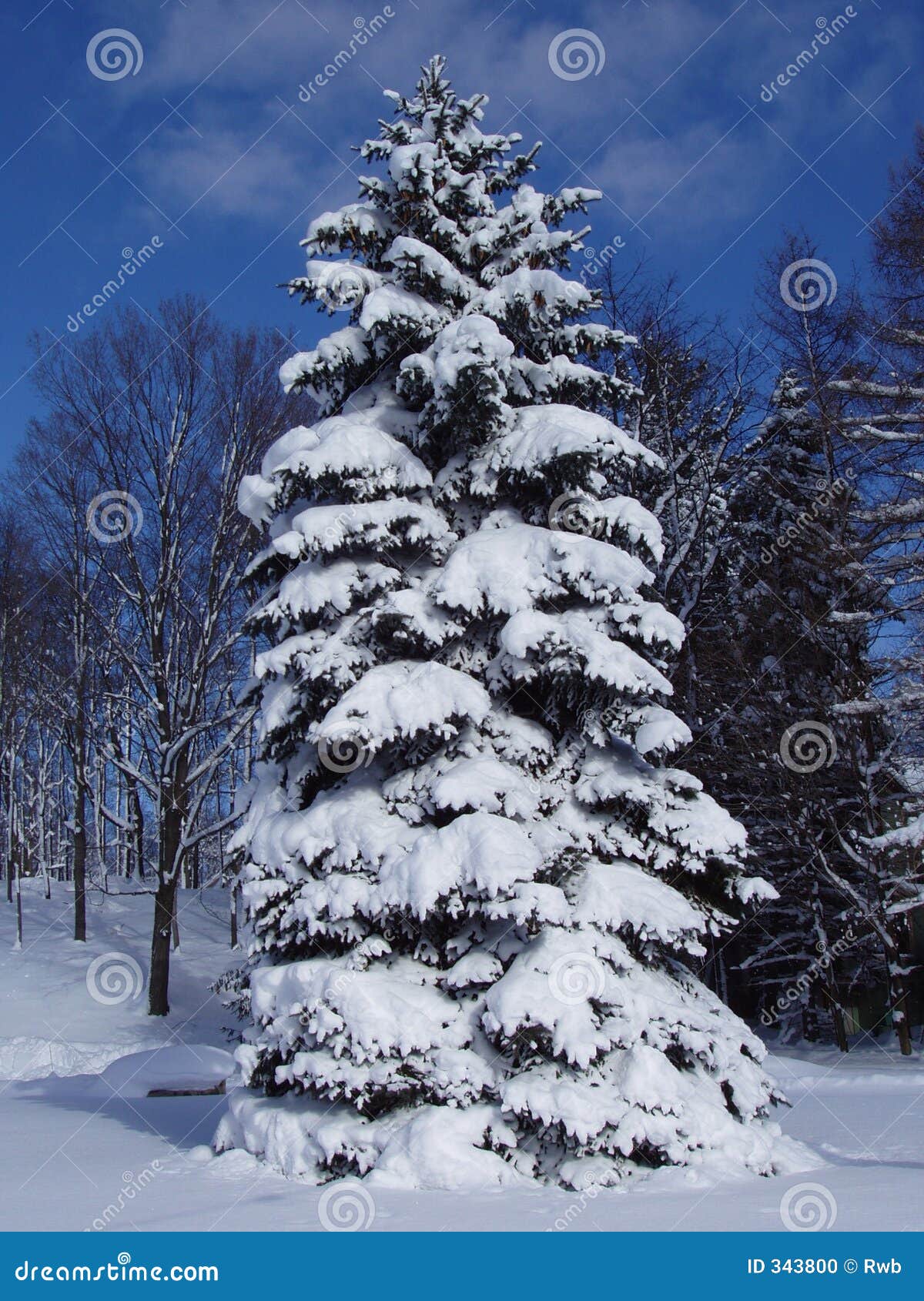 Snowy Pine stock photo. Image of covered, blanketed, pine - 343800