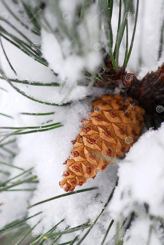 Snowy pine cone stock image. Image of snow, needle, holidays - 3189143