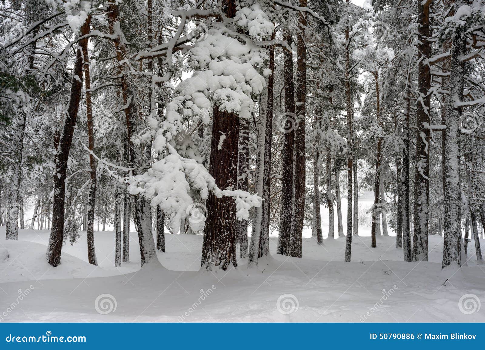 Snowy pine forest stock photo. Image of background, beauty - 50790886