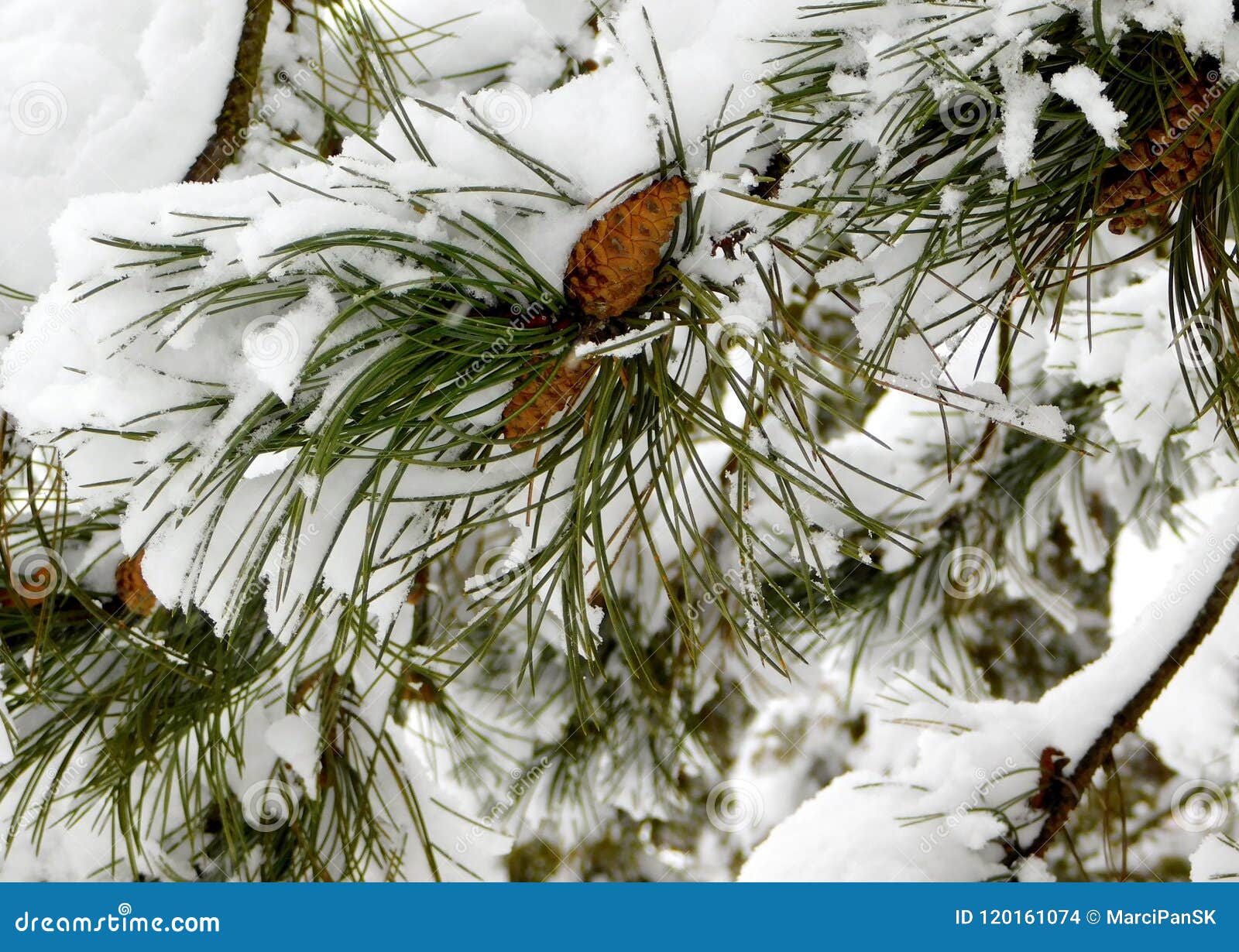 Cones covered with snow stock photo. Image of wonderland - 120161074