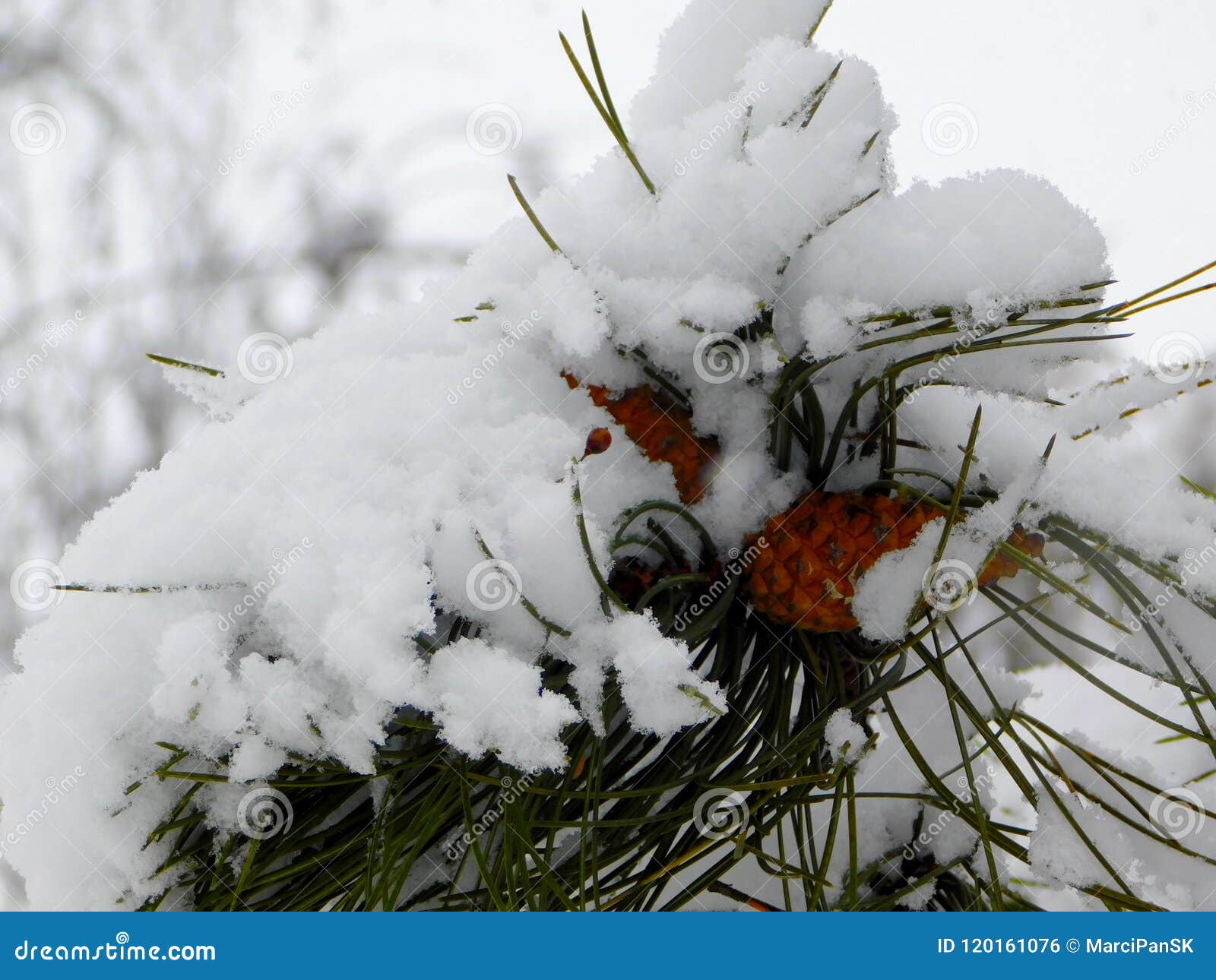 Cones covered with snow stock photo. Image of spruce - 120161076