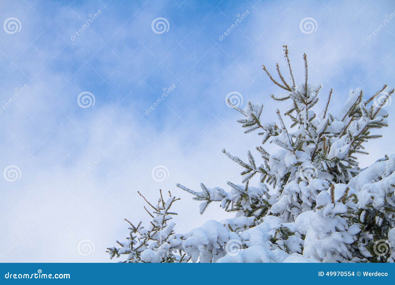 Snowy Pine Tree Under Blue Cloudy Sky Stock Photo - Image of plant ...