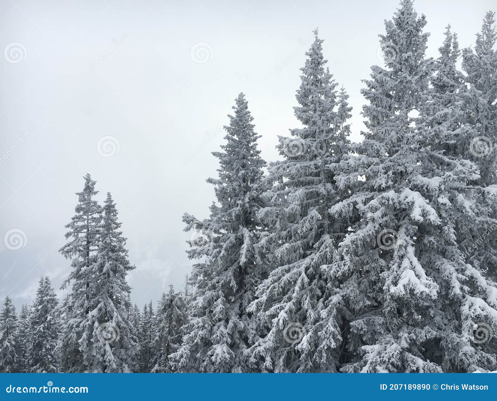 Snowy pine trees stock photo. Image of forest, larch - 207189890