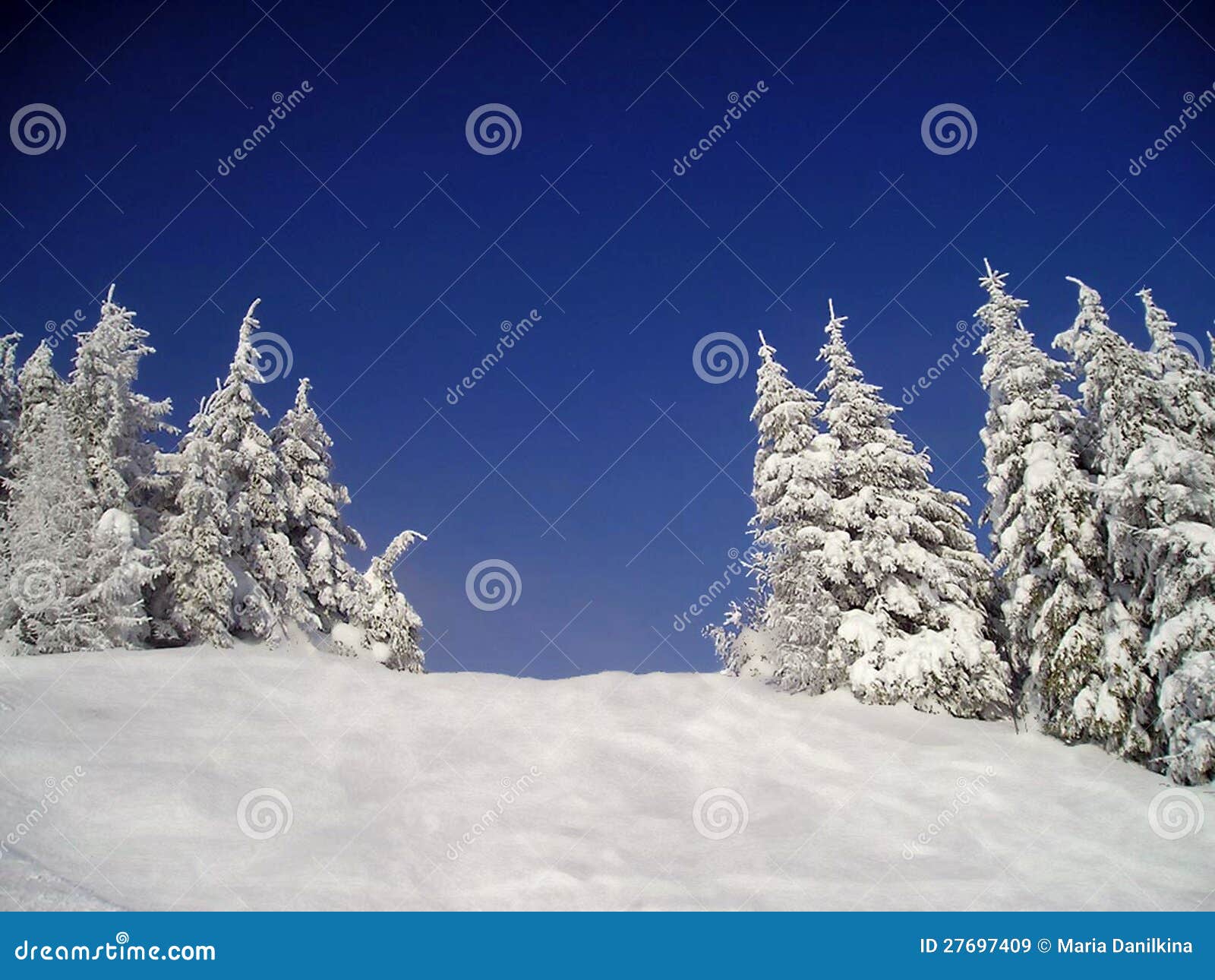 Snowy pine trees stock image. Image of pine, blizzard - 27697409