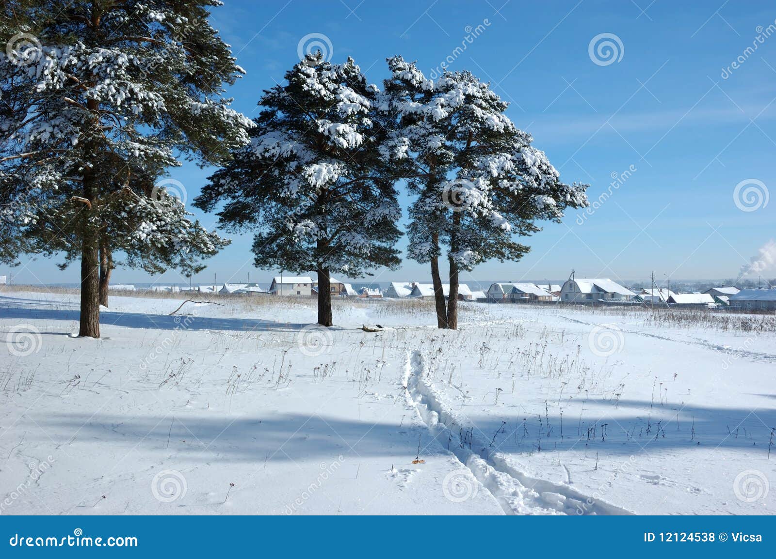 Snowy Pine Trees in the Field Stock Photo - Image of outdoor, roof ...