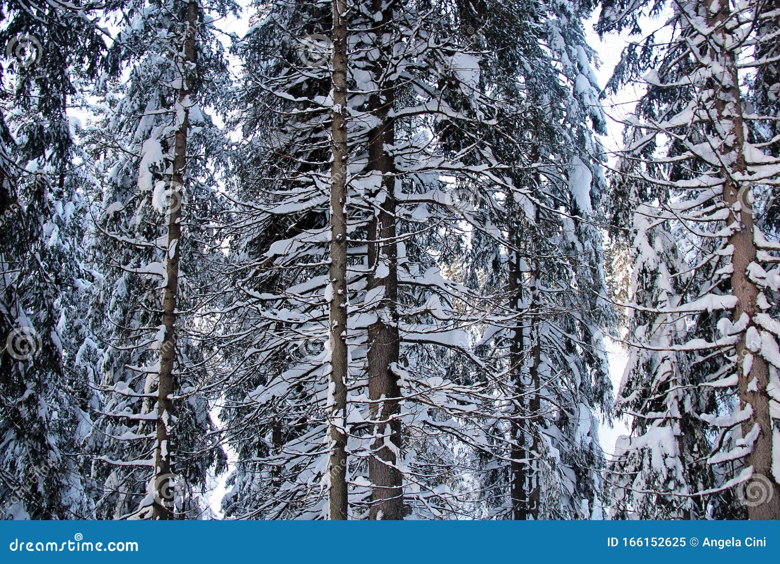 Snowy Pine Trees at the Forest Stock Image - Image of snow, beauty ...