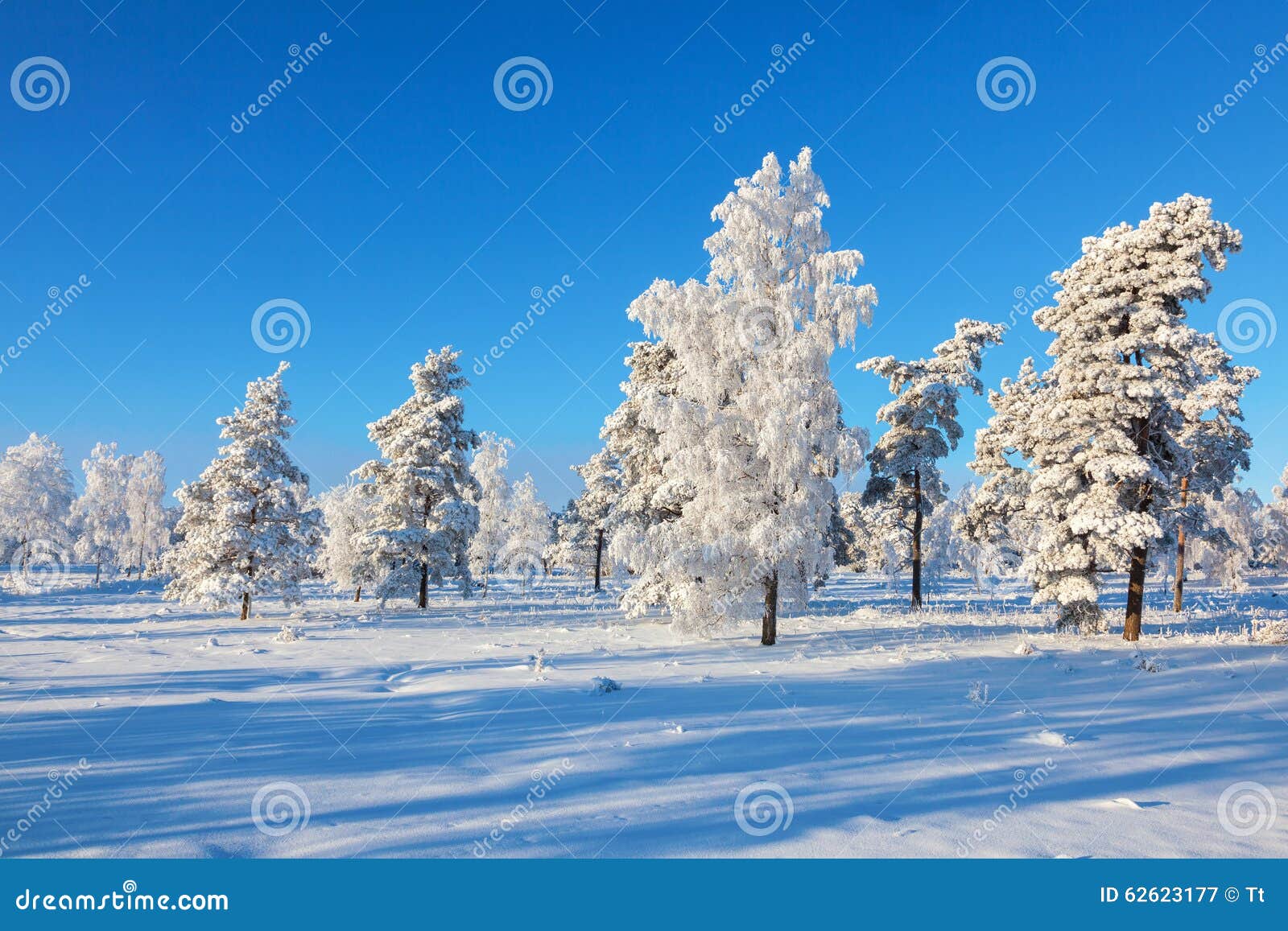 Snowy Pine Trees at the Forest Stock Image - Image of pine, spruce ...