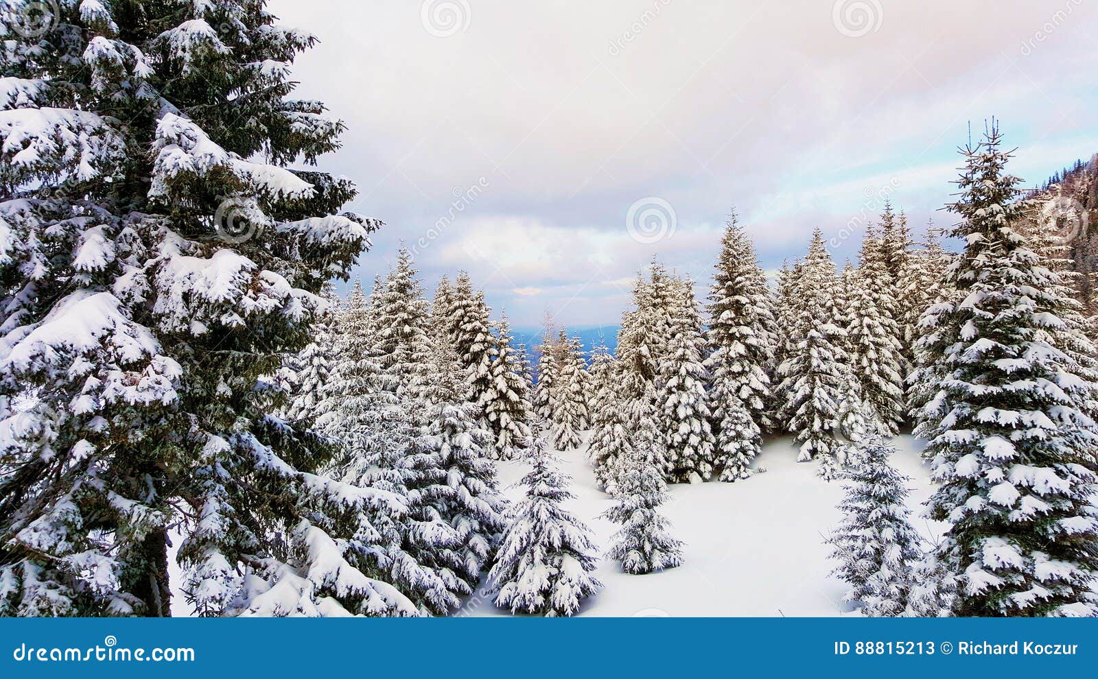 Snowy Pine Trees in a Forest Stock Image - Image of beauty, cold: 88815213