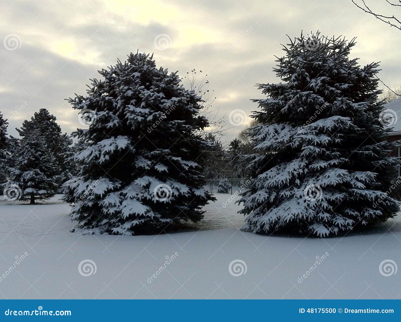 Snowy Pine Trees stock photo. Image of snow, pine, snowy - 48175500