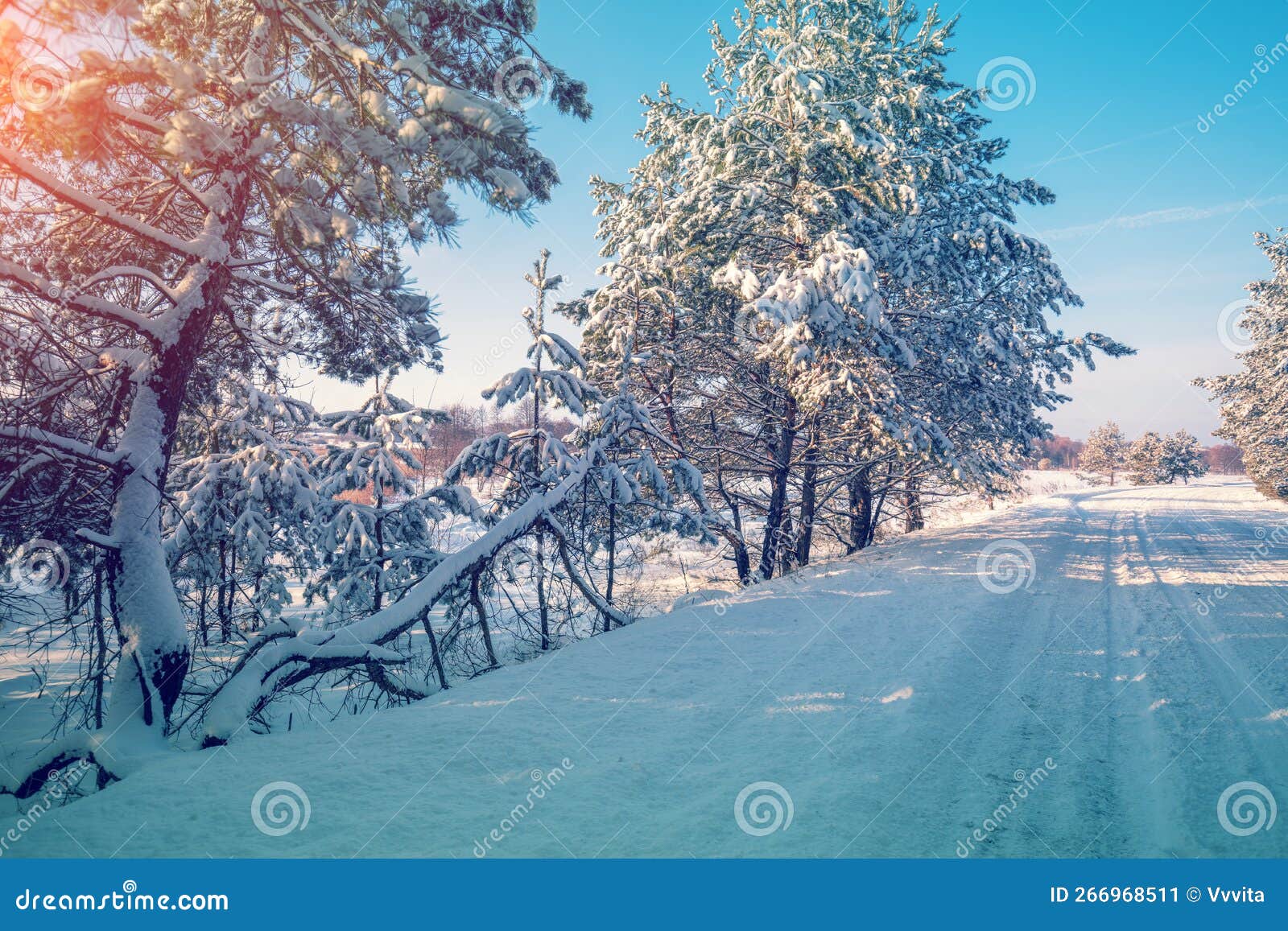 Snowy Pine Trees on the Side of a Snowy Country Road Stock Image ...