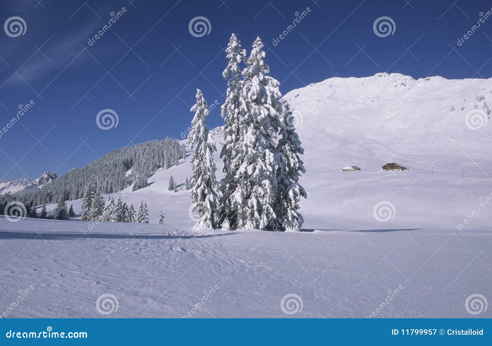 Snowy pines stock image. Image of loneliness, snowshoe - 11799957