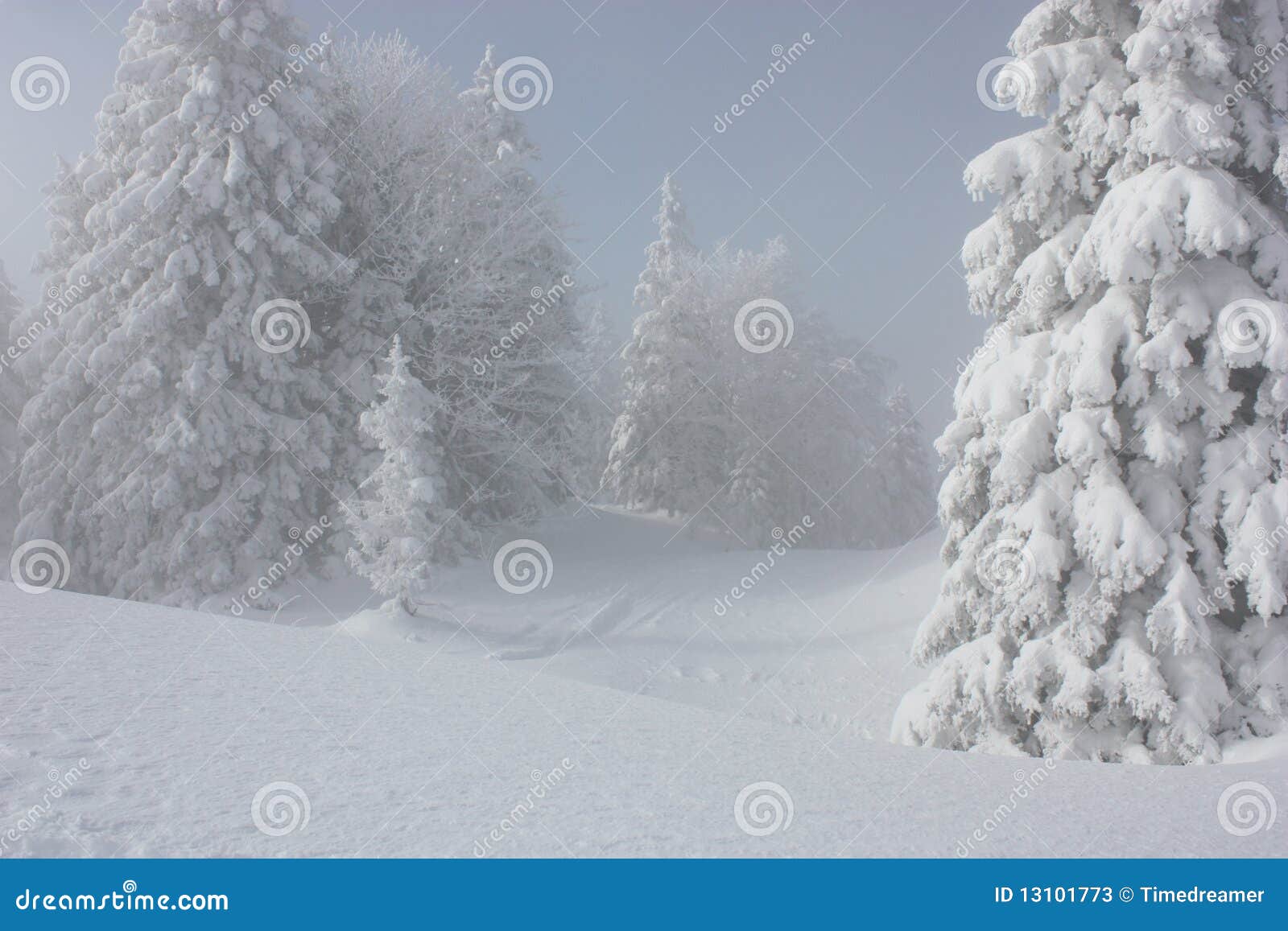 Snowy pines stock image. Image of outdoor, holiday, nice - 13101773