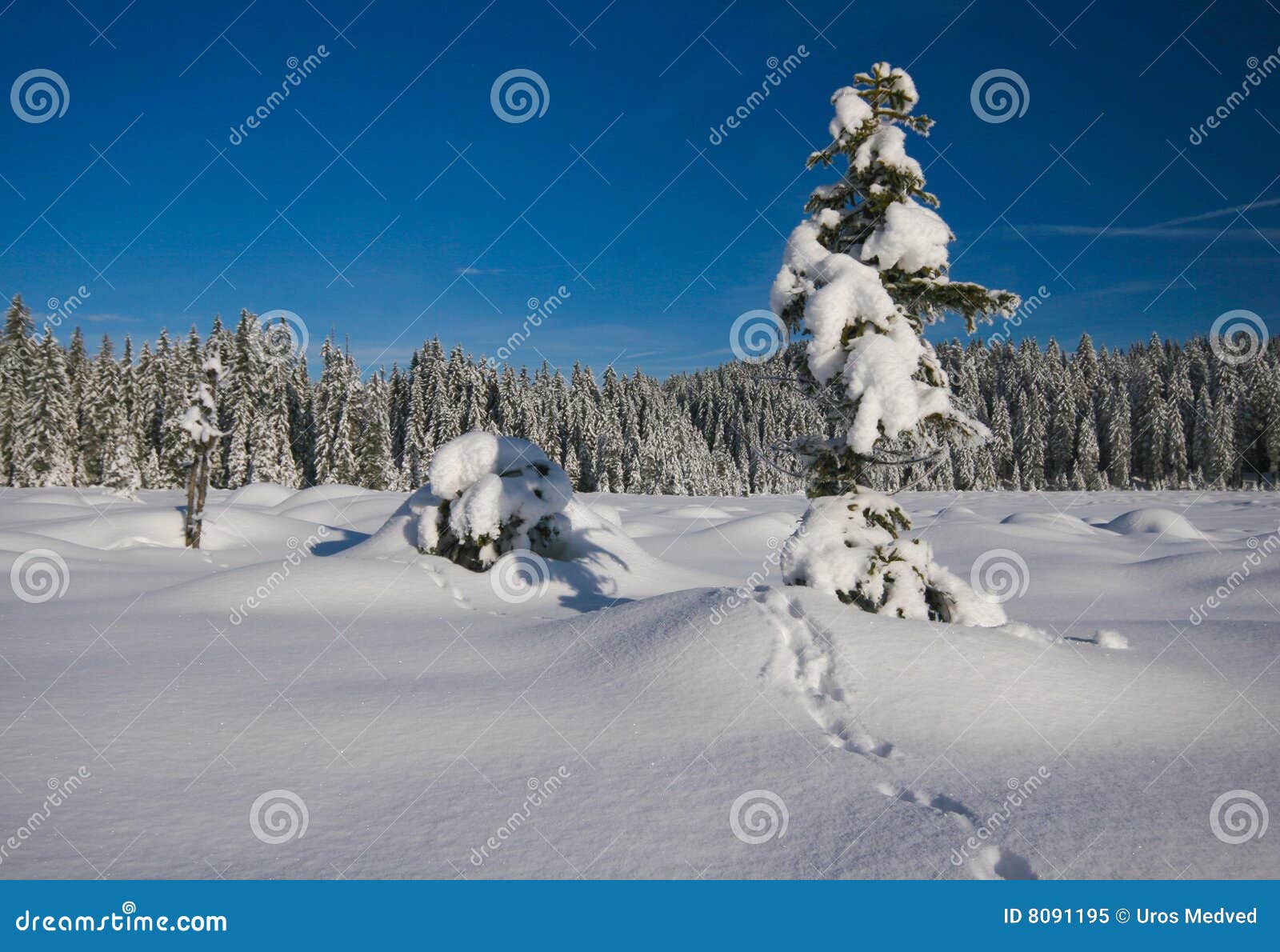 Snowy pines stock image. Image of christmas, nature, green - 8091195