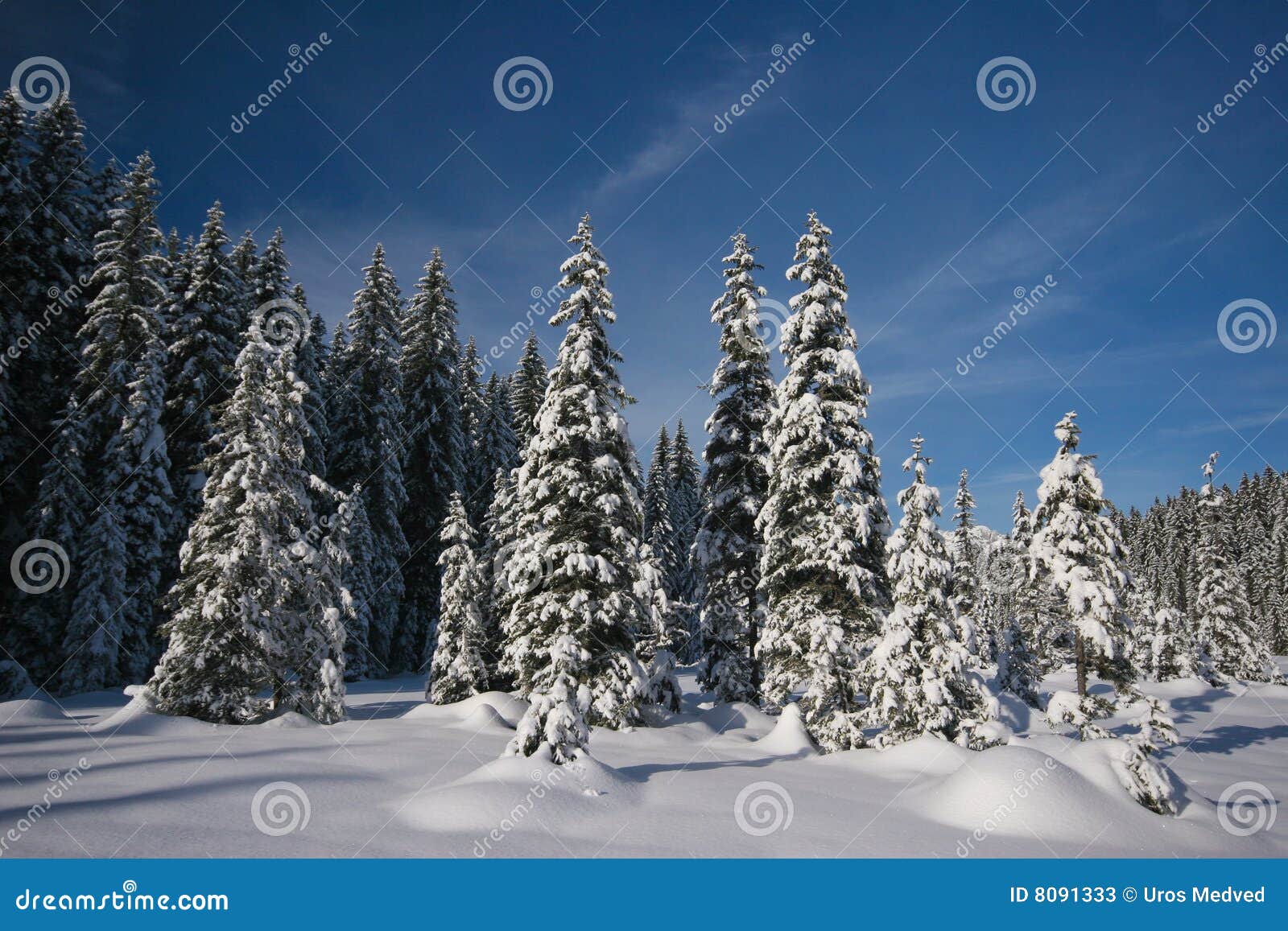 Snowy pines stock image. Image of frozen, clouds, scene - 8091333
