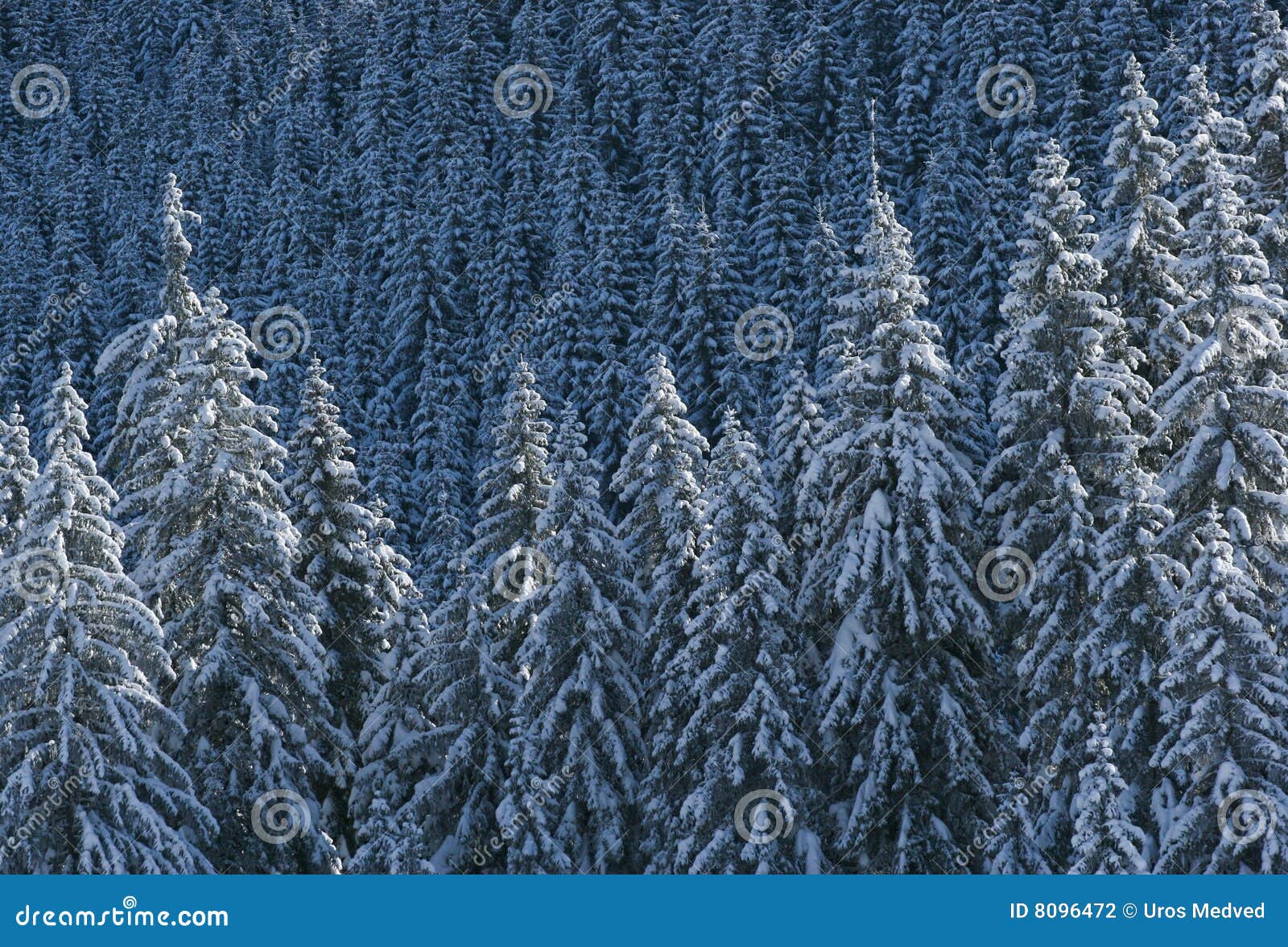 Snowy pines stock photo. Image of christmas, background - 8096472
