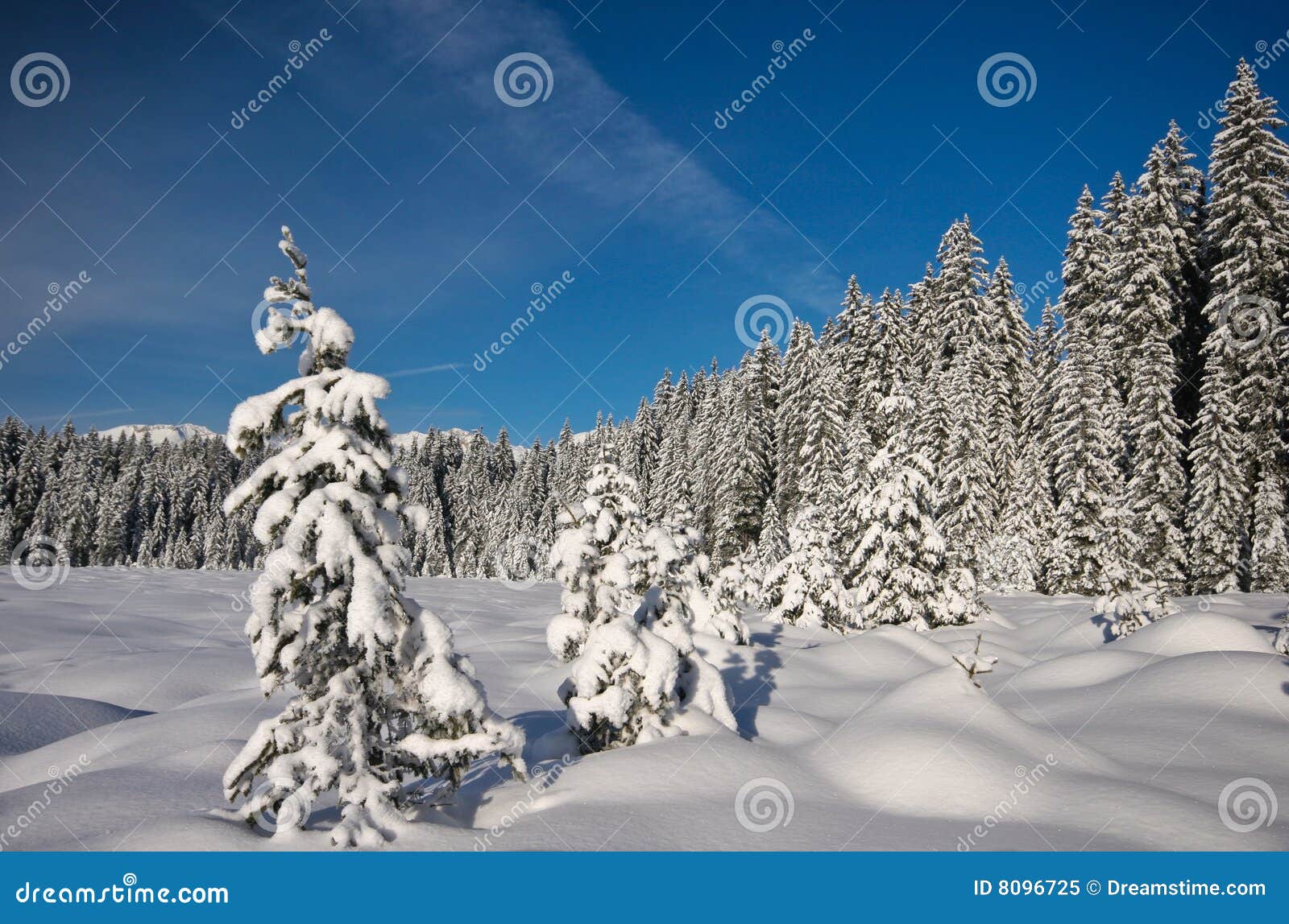 Snowy pines stock image. Image of outdoors, landscape - 8096725
