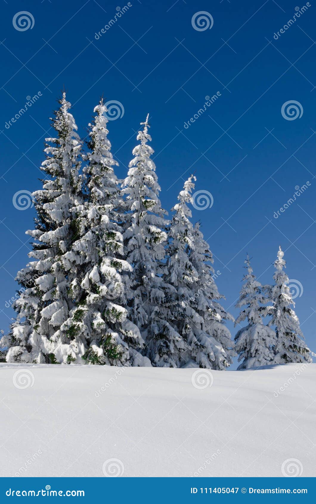 Snowy Pines. Group of Snowy Pines on the Background of a Clean Blue Sky ...