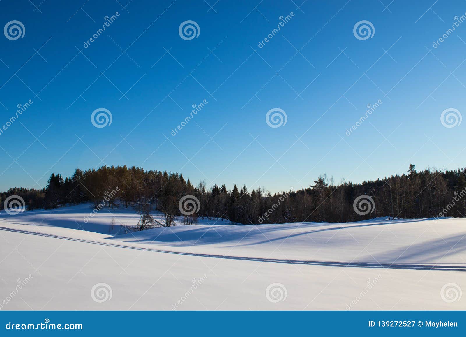 Snowy Plain with Pine Trees and Ski Tracks Stock Image - Image of ...