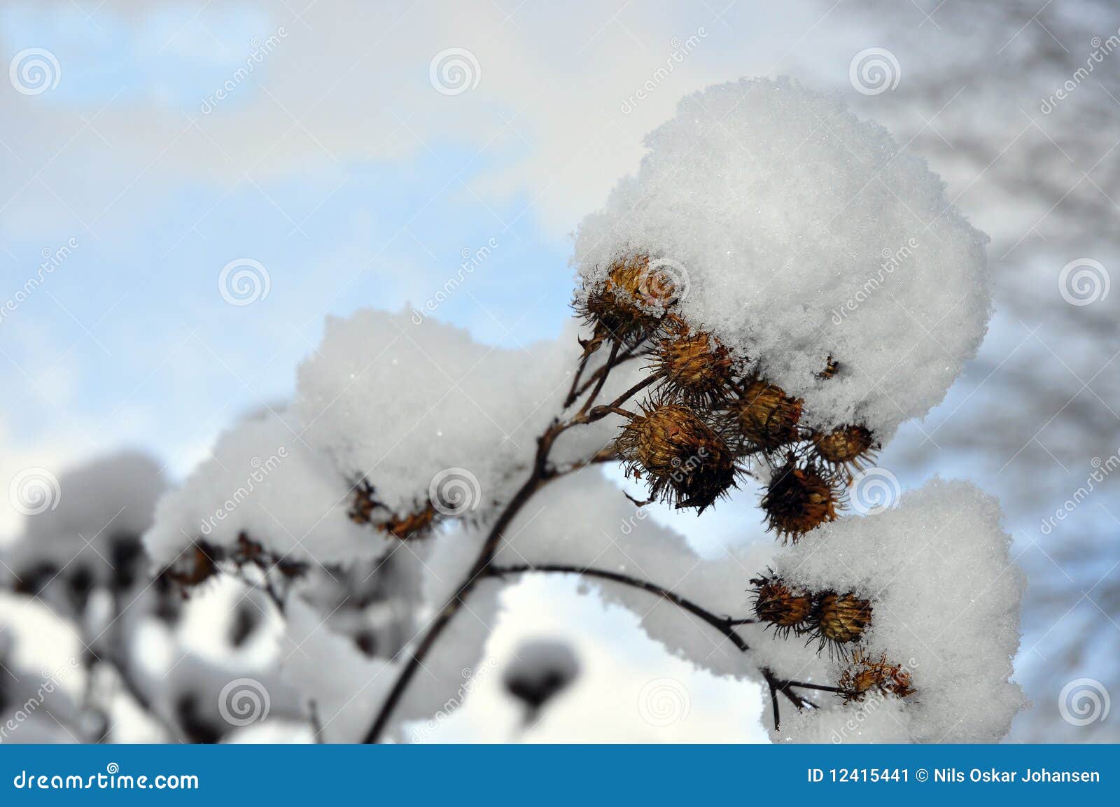Snowy plant stock image. Image of frosty, cold, winter - 12415441