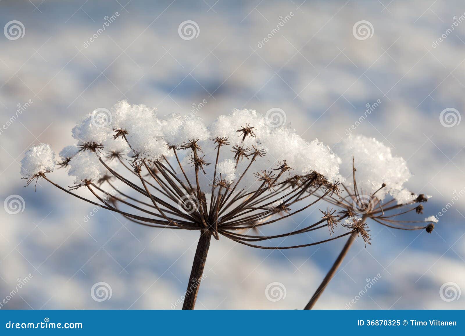 Snowy plant stock image. Image of nature, crystal, frozen - 36870325