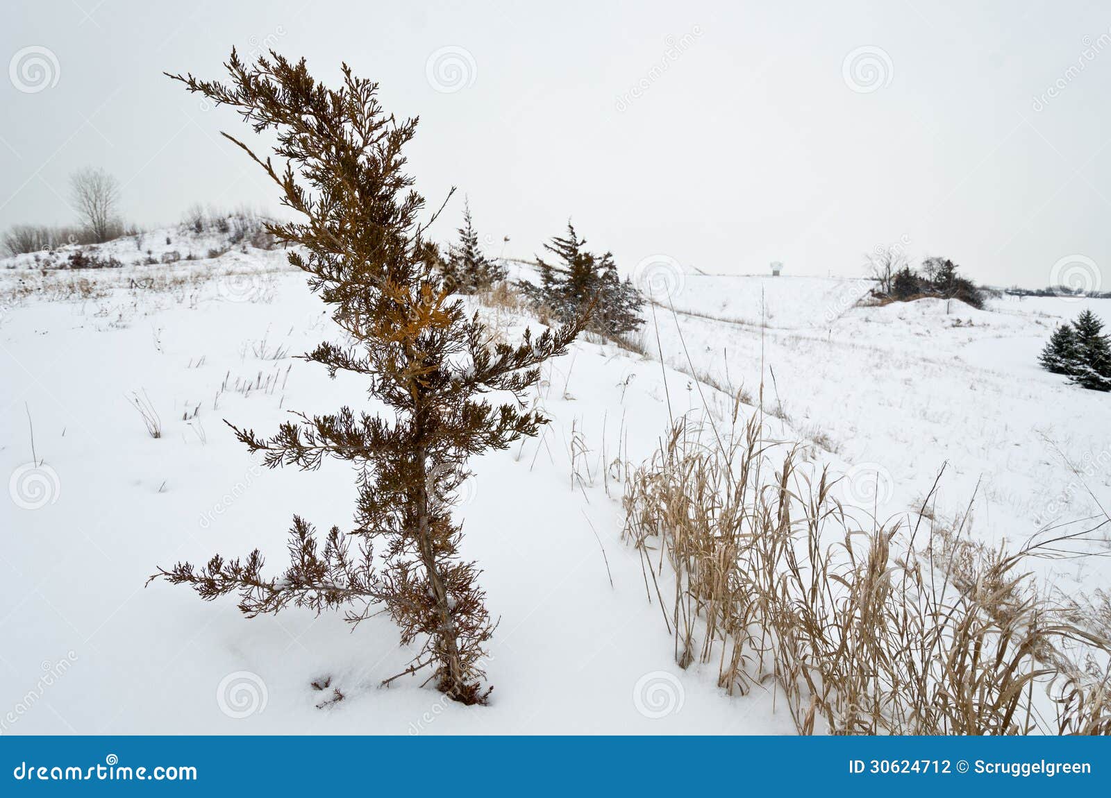 Snowy Plant stock photo. Image of frozen, season, building - 30624712