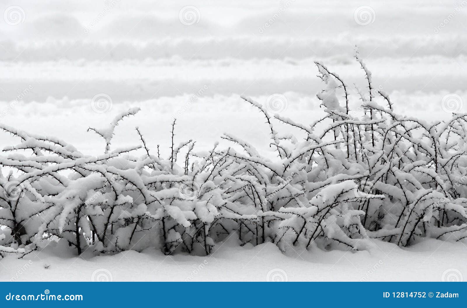 Snowy plants stock photo. Image of plant, season, plants - 12814752