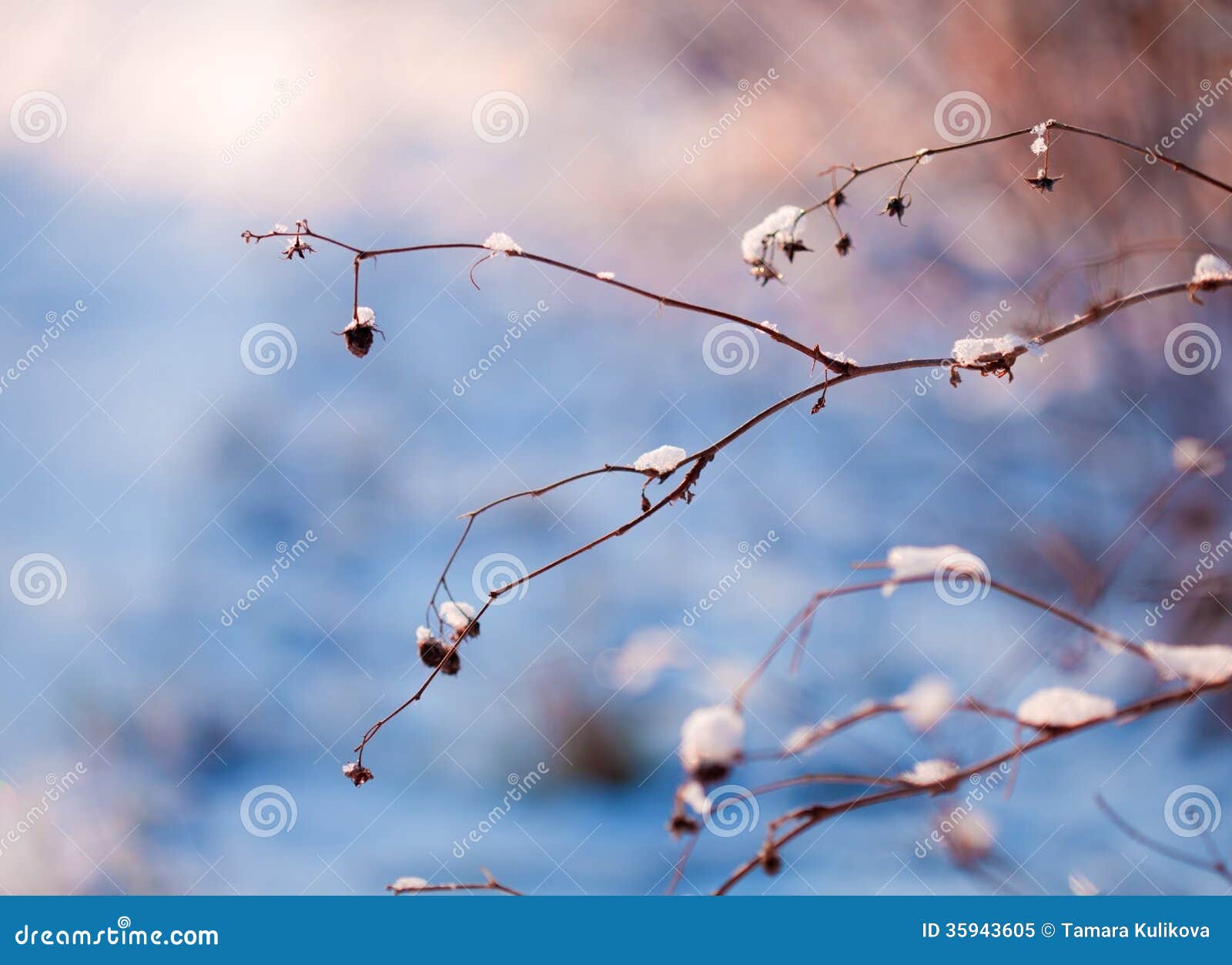 Snowy plants stock image. Image of seasonal, thin, temperature - 35943605