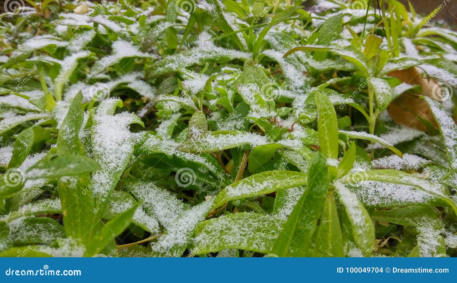 Snowy plants pikes stock photo. Image of pikes, snowy - 100049704