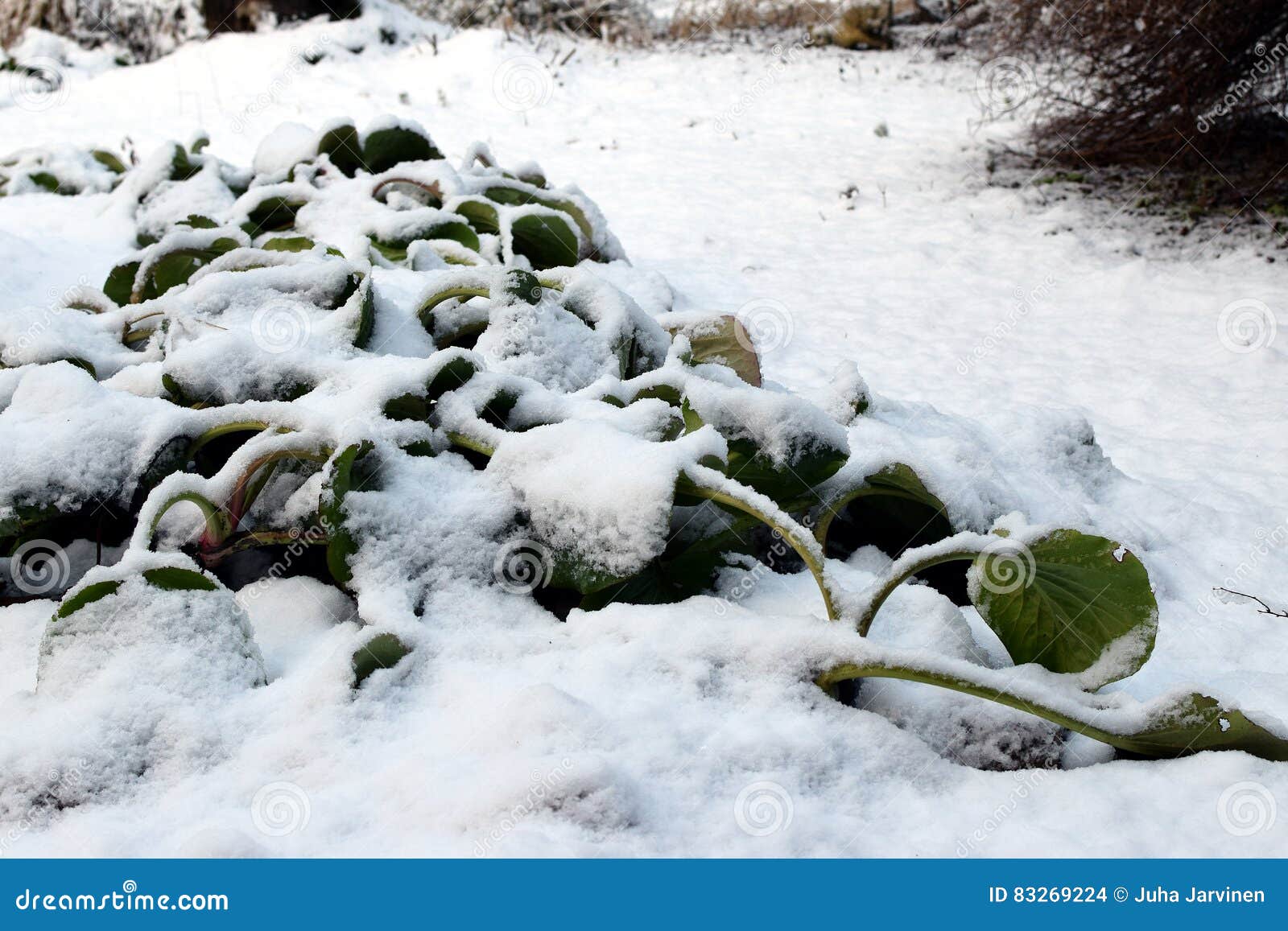 Snowy plants stock photo. Image of winter, snowy, nature - 83269224