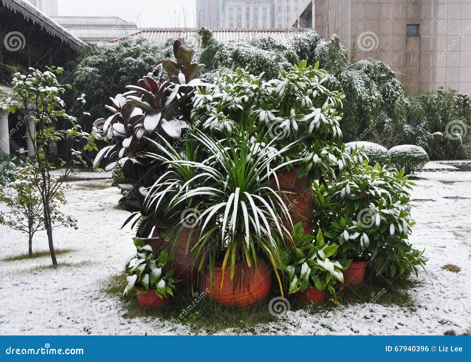 Snowy plants in Winter stock photo. Image of standing - 67940396
