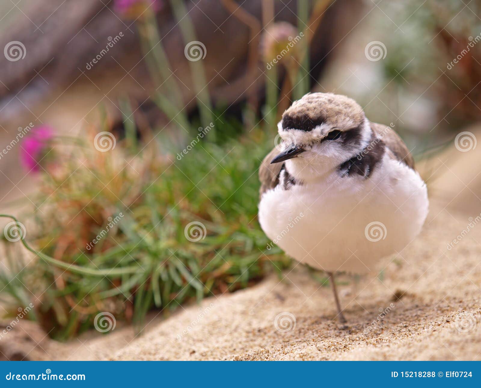 Snowy Plover stock photo. Image of birdwatching, grass - 15218288