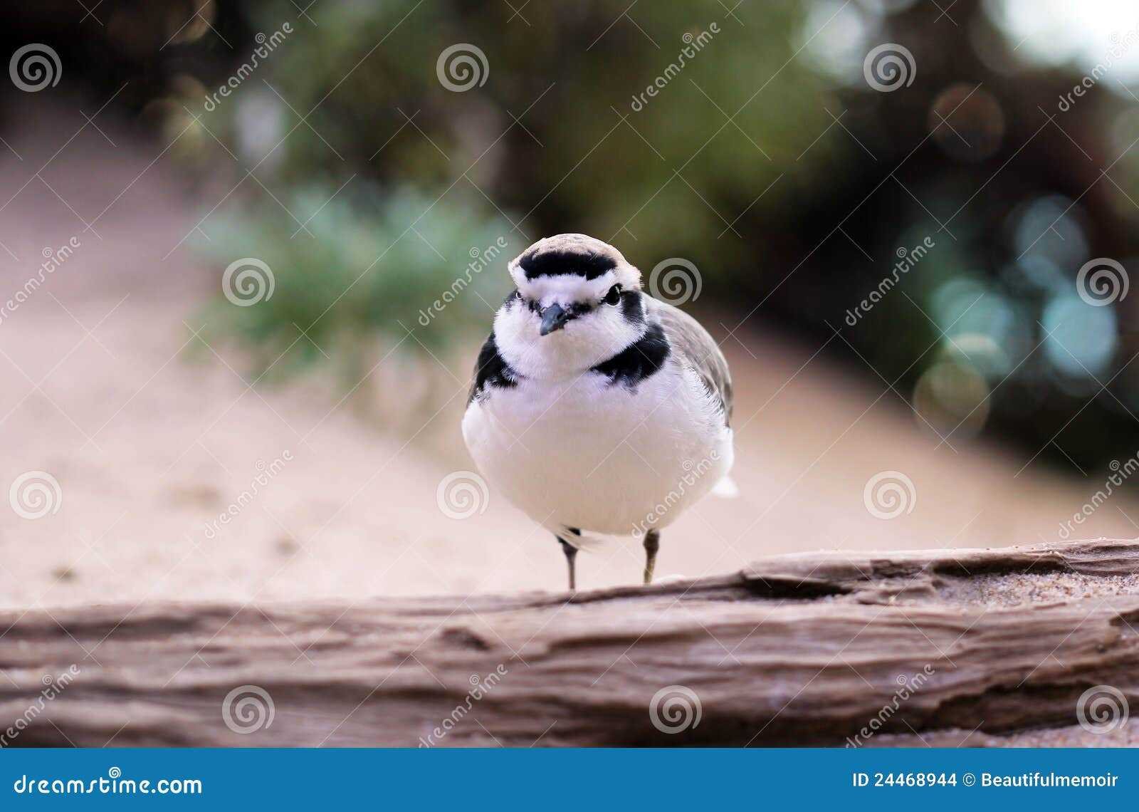 Snowy Plover stock photo. Image of plover, snowy, bird - 24468944