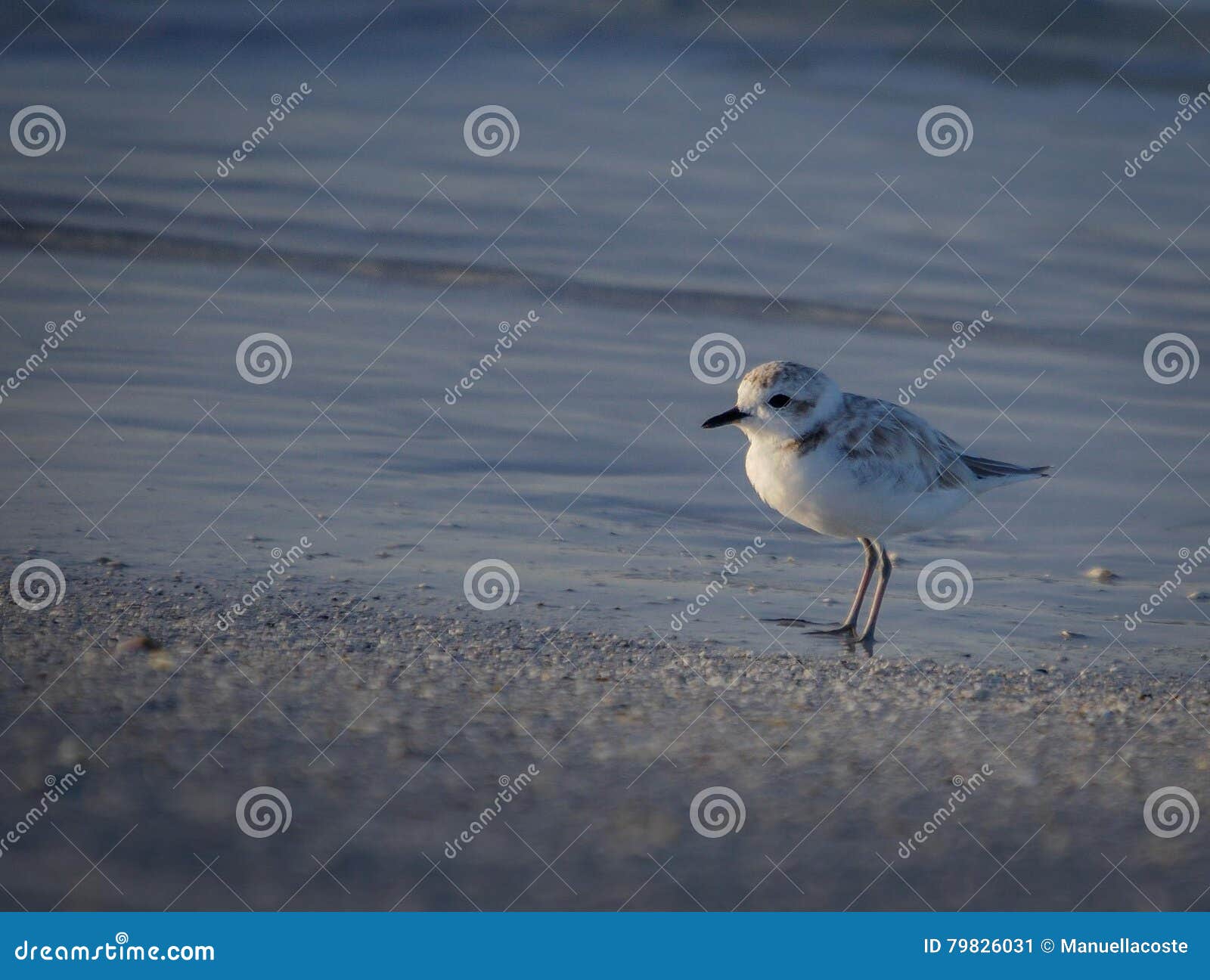 Snowy Plover at the Beach in Florida, USA. Stock Image - Image of ocean ...